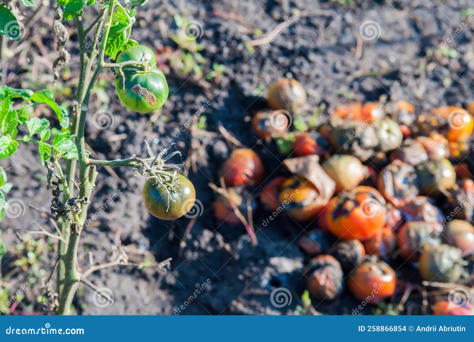 Green Tomato on Stem in Focus. a Bunch of Rotten Tomatoes in the ...