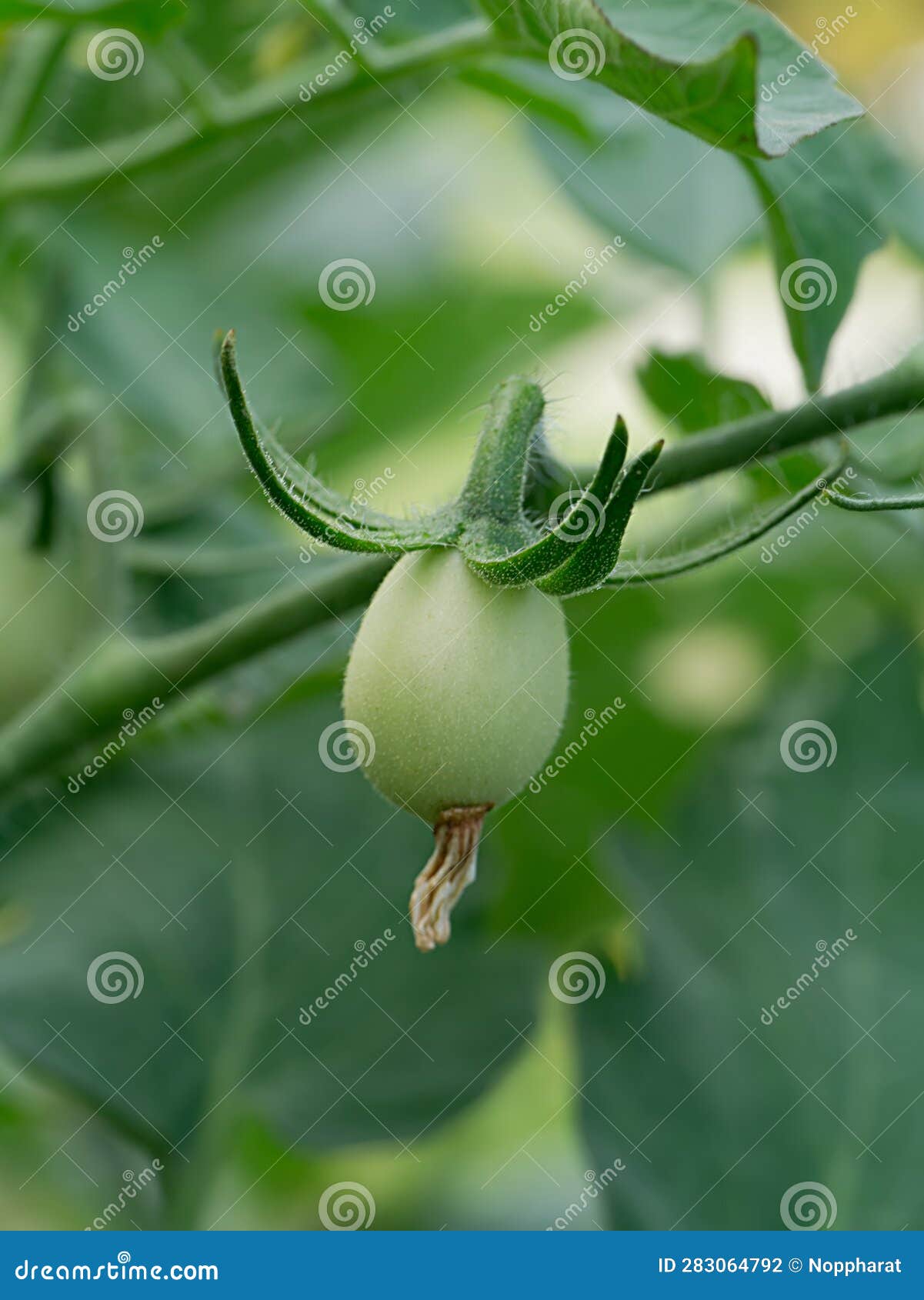Green tomato on tree stock photo. Image of growing, plant - 283064792
