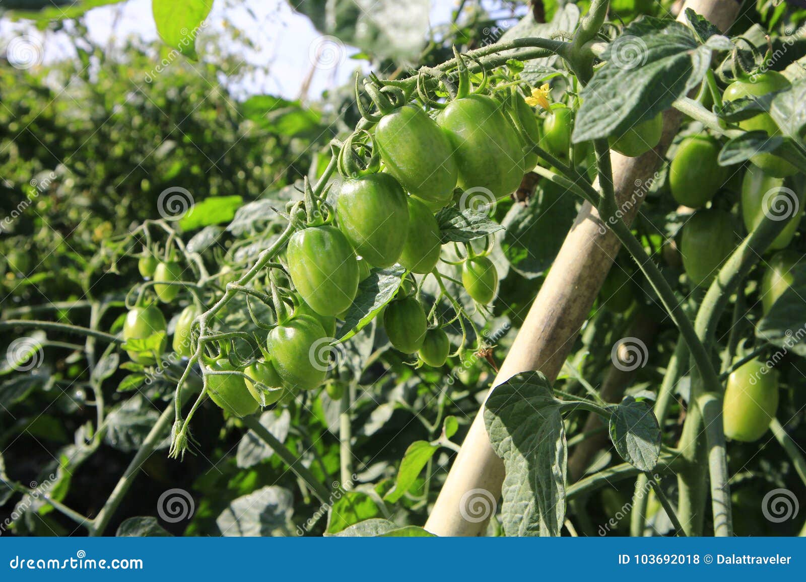 Green tomato on tree stock photo. Image of diet, color - 103692018