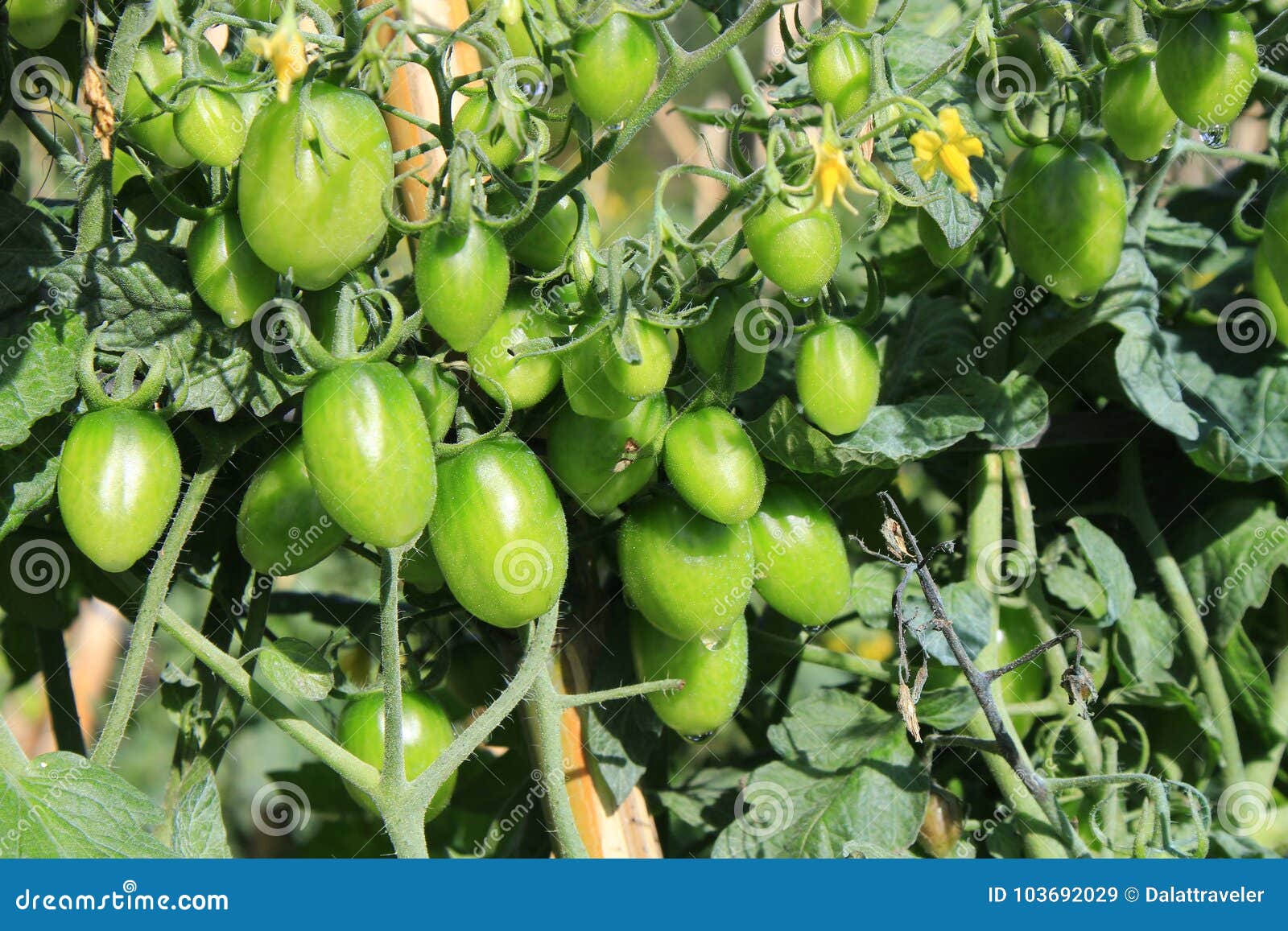 Green tomato on tree stock image. Image of crop, macro - 103692029