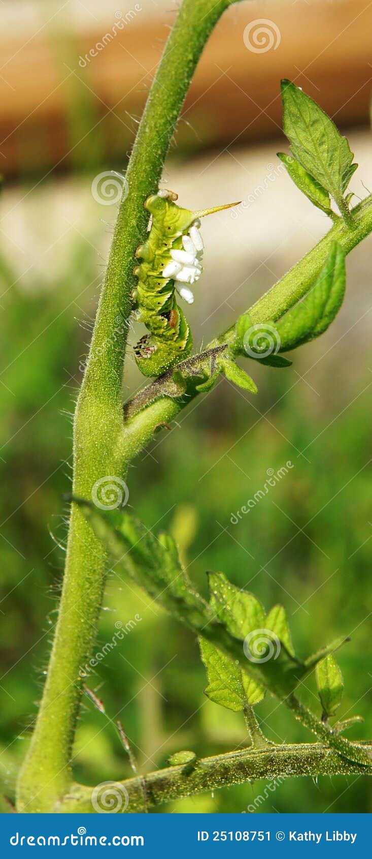 Green Tomato Worm stock image. Image of nature, plant - 25108751