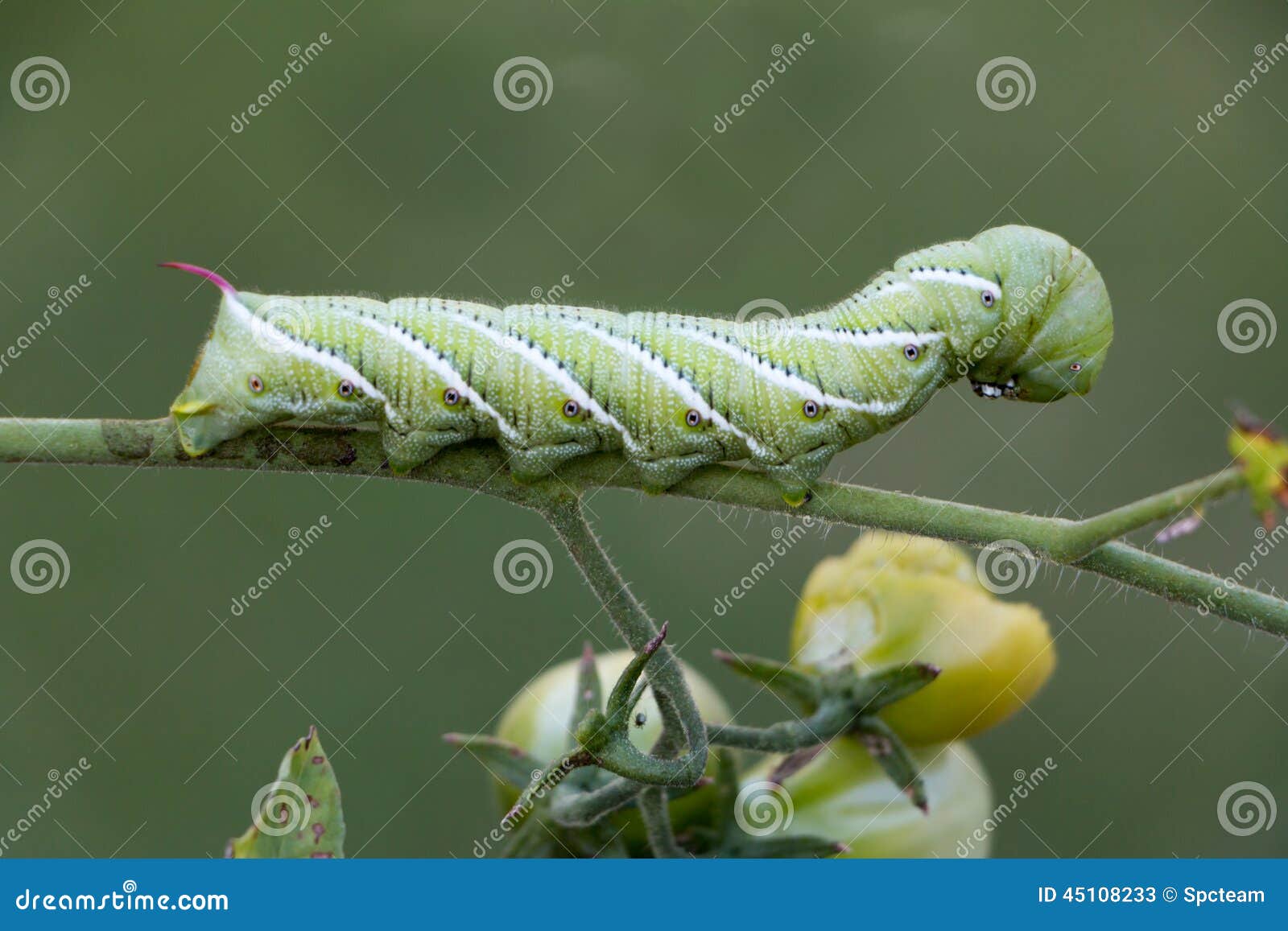 Green Tomato Worm stock image. Image of insect, garden - 45108233