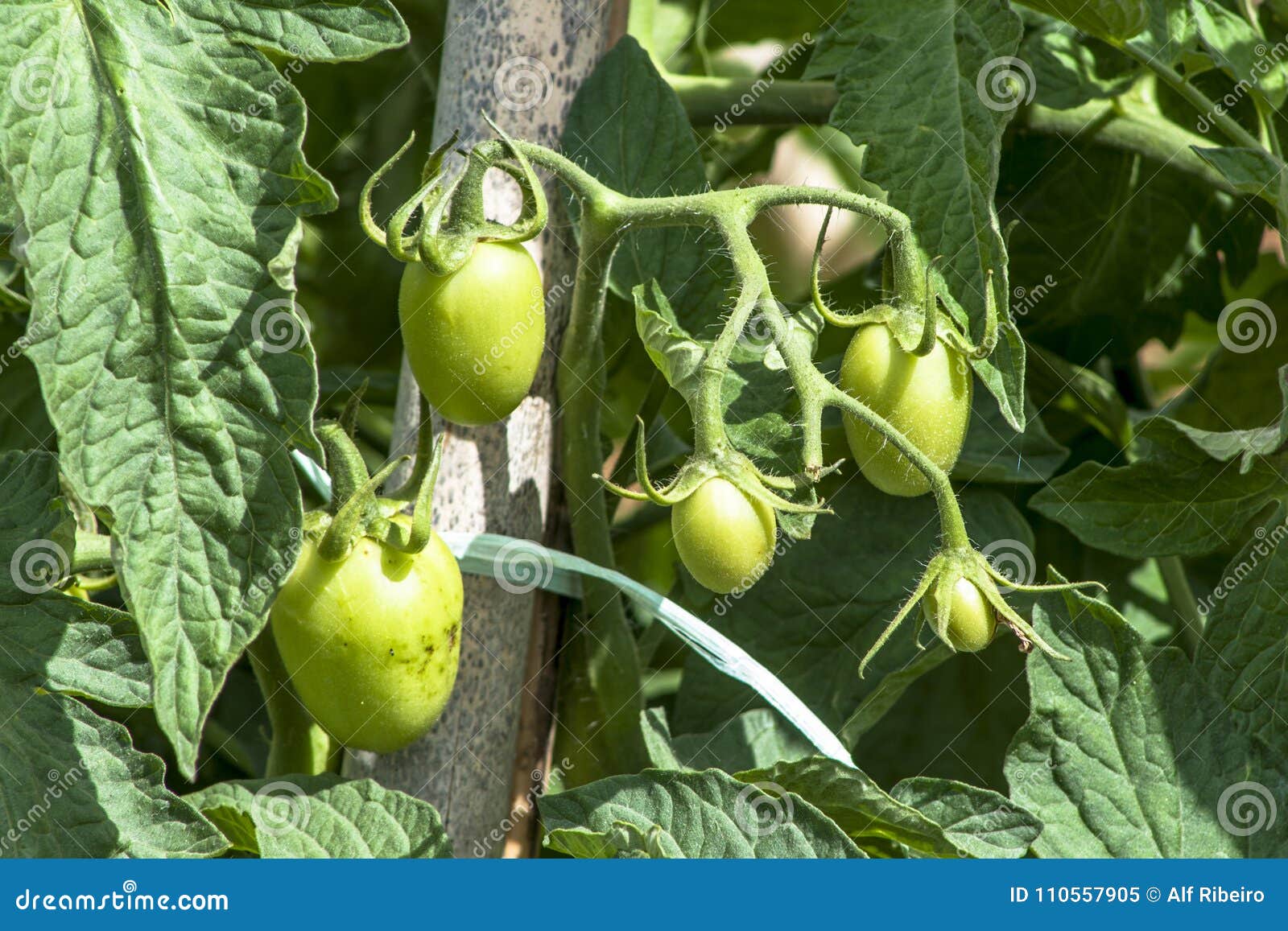 Tomato field stock image. Image of brazil, environment - 110557905