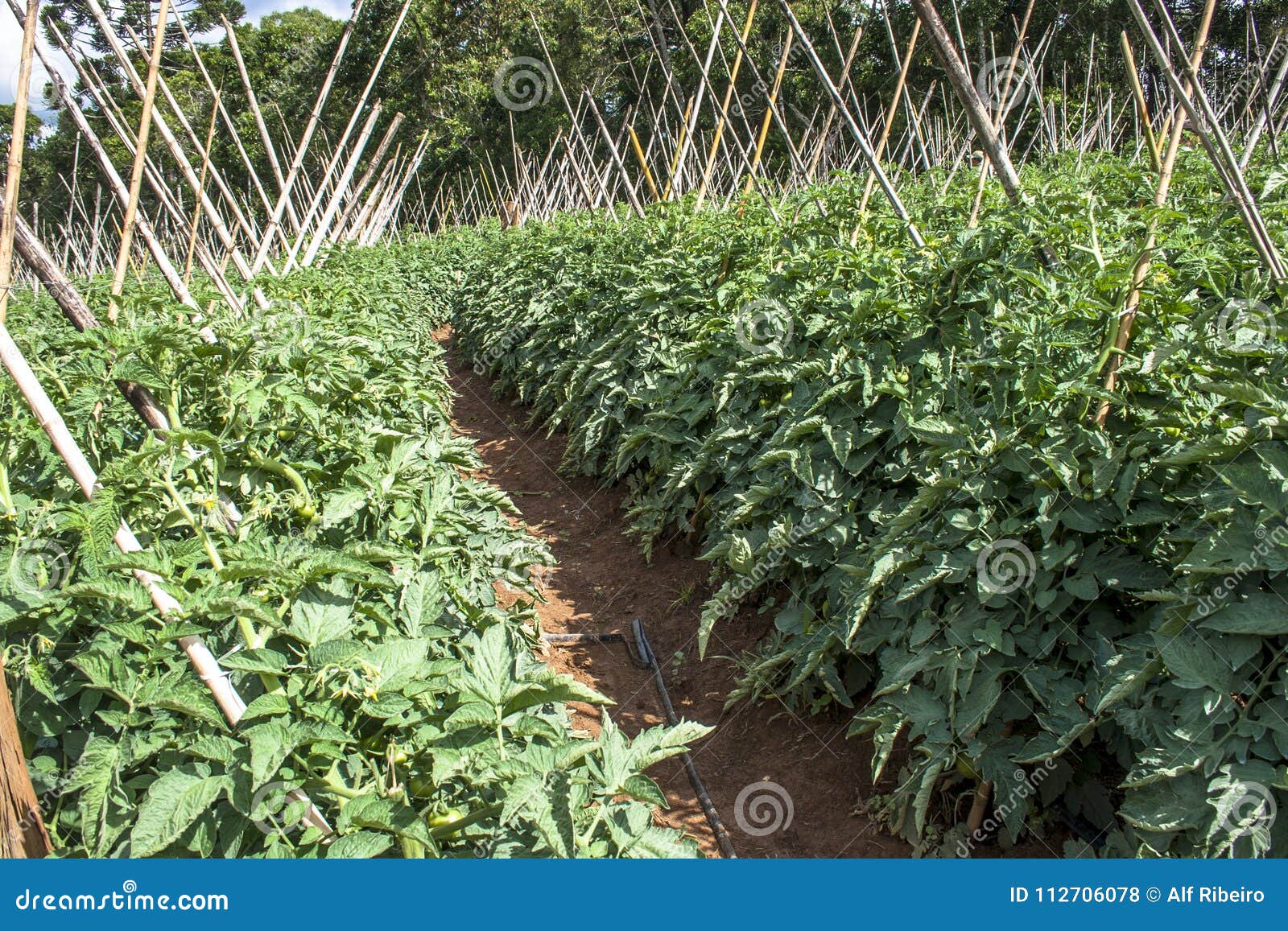 Tomato field stock photo. Image of food, hygiene, leaf - 112706078