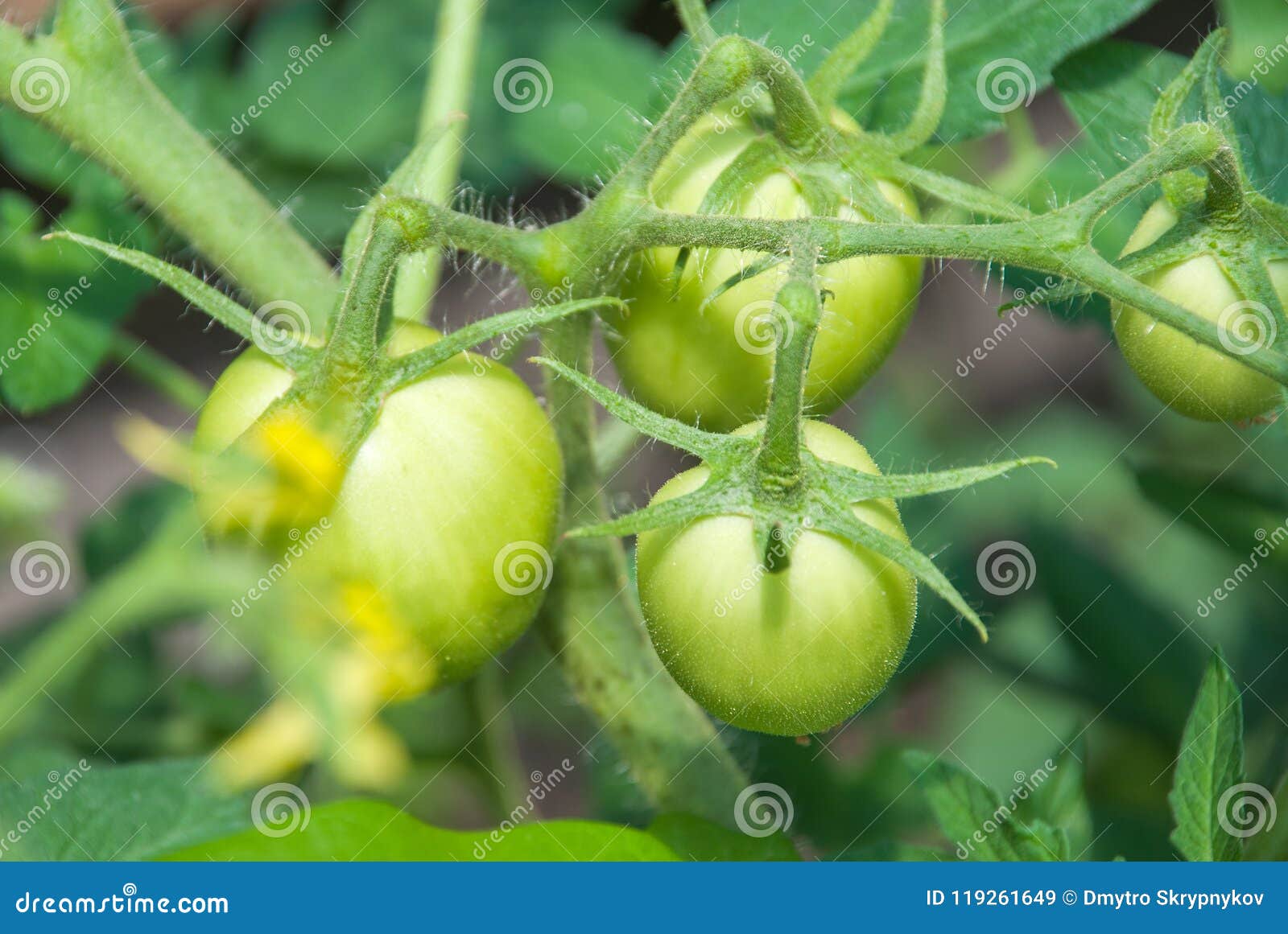 Green Tomatoes on Tomato Tree Stock Image - Image of little, natural ...