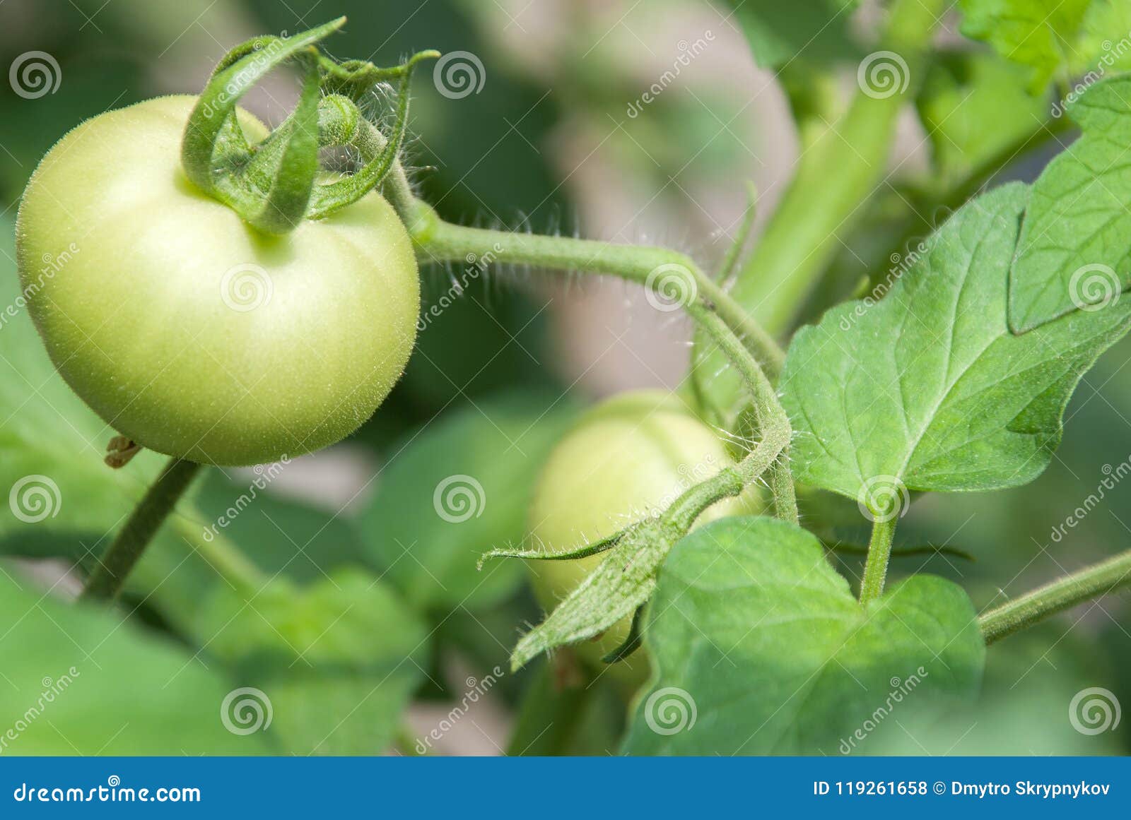 Green Tomatoes on Tomato Tree Stock Photo - Image of garden ...