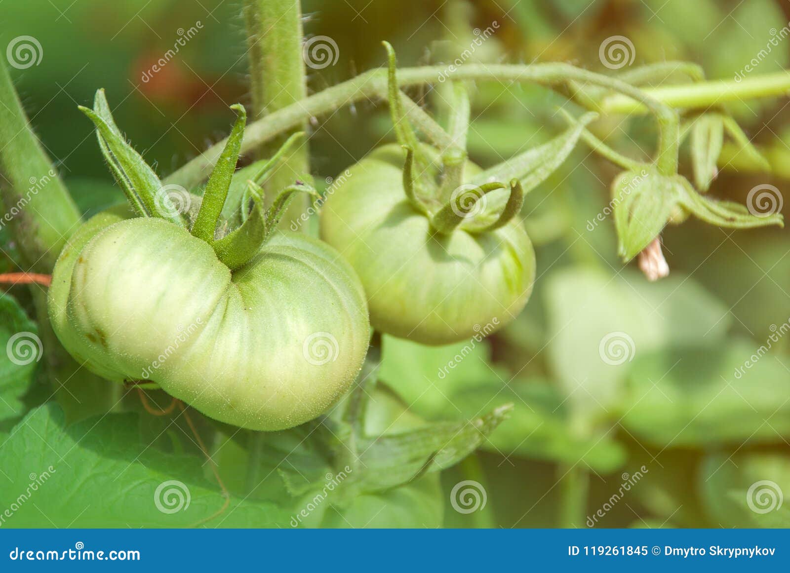 Green Tomatoes on Tomato Tree Stock Image - Image of plant, fresh ...