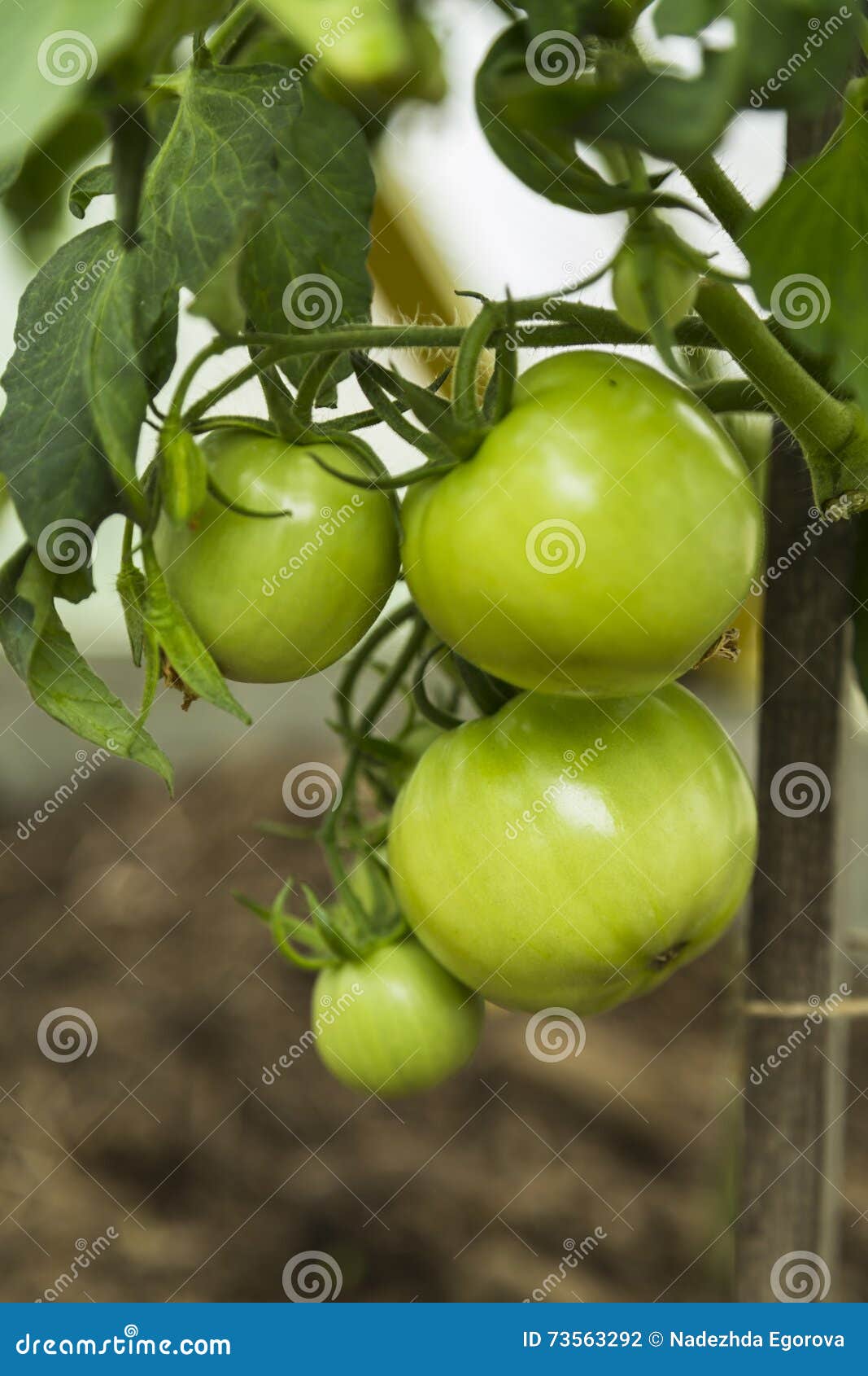 Green Tomatoes on Tomato Tree Stock Photo - Image of farm, color: 73563292