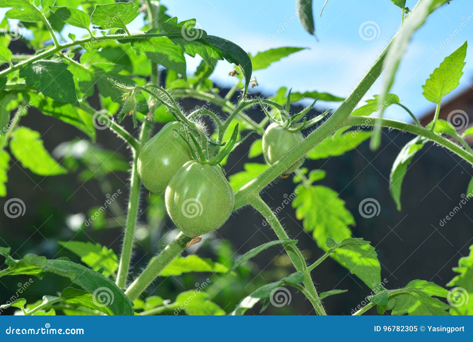 Green Tomatoes on Tomato Tree Stock Image - Image of details, lifestyle ...