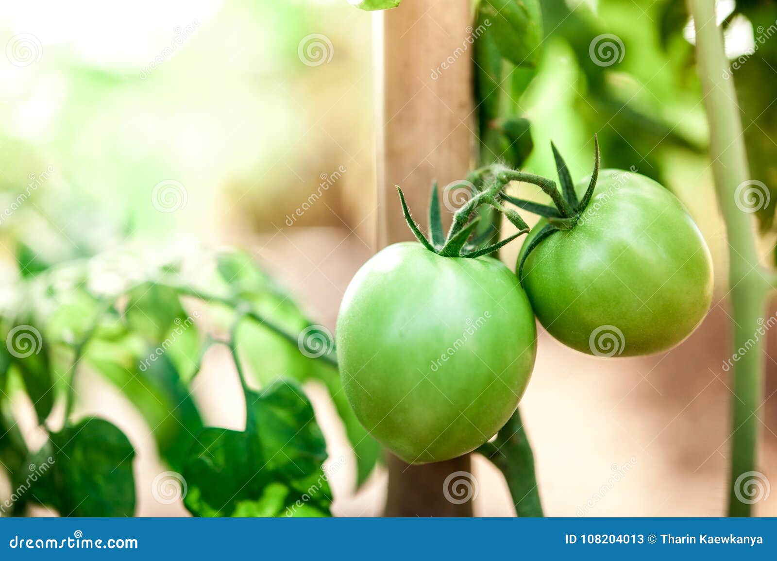 Green Tomatoes on Tomato Tree Stock Image - Image of culture ...