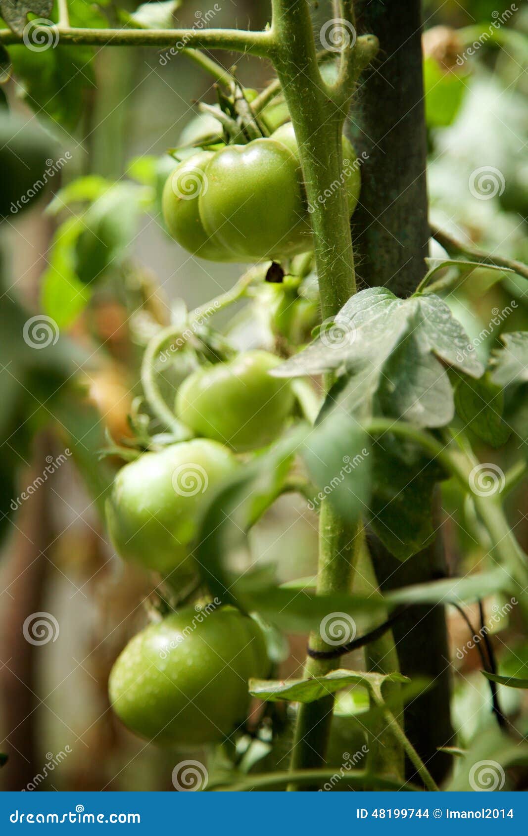 Green Tomatoes on Tree stock photo. Image of farm, outside - 48199744