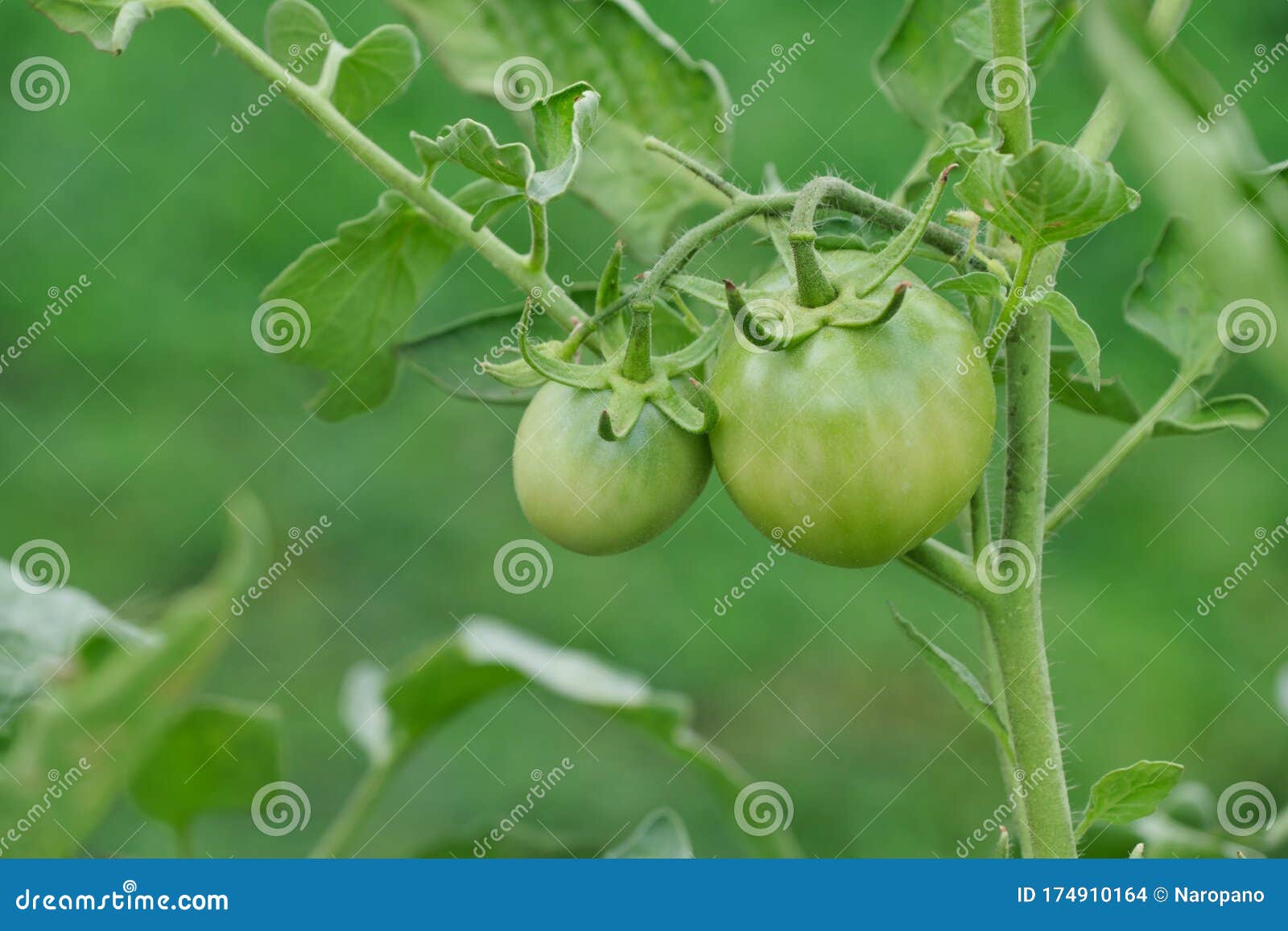Green Tomatoes Unripe on the Branch of Tomato Tree Stock Photo - Image ...