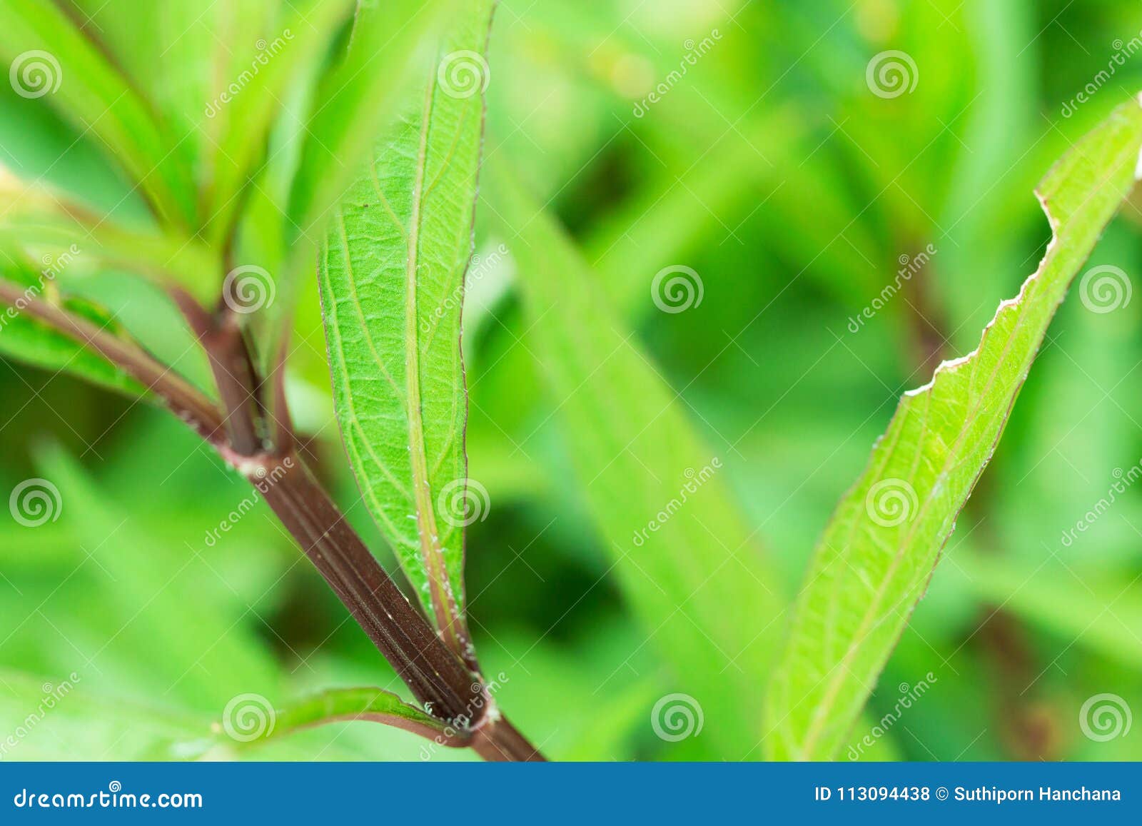 Leaf Isolate,texture Of Green Leaf Royalty-Free Stock Photography ...