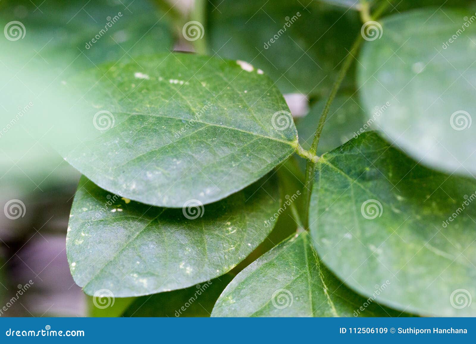 Green Tone Leaf Isolate on Blackground in Sping Sumer Stock Image ...