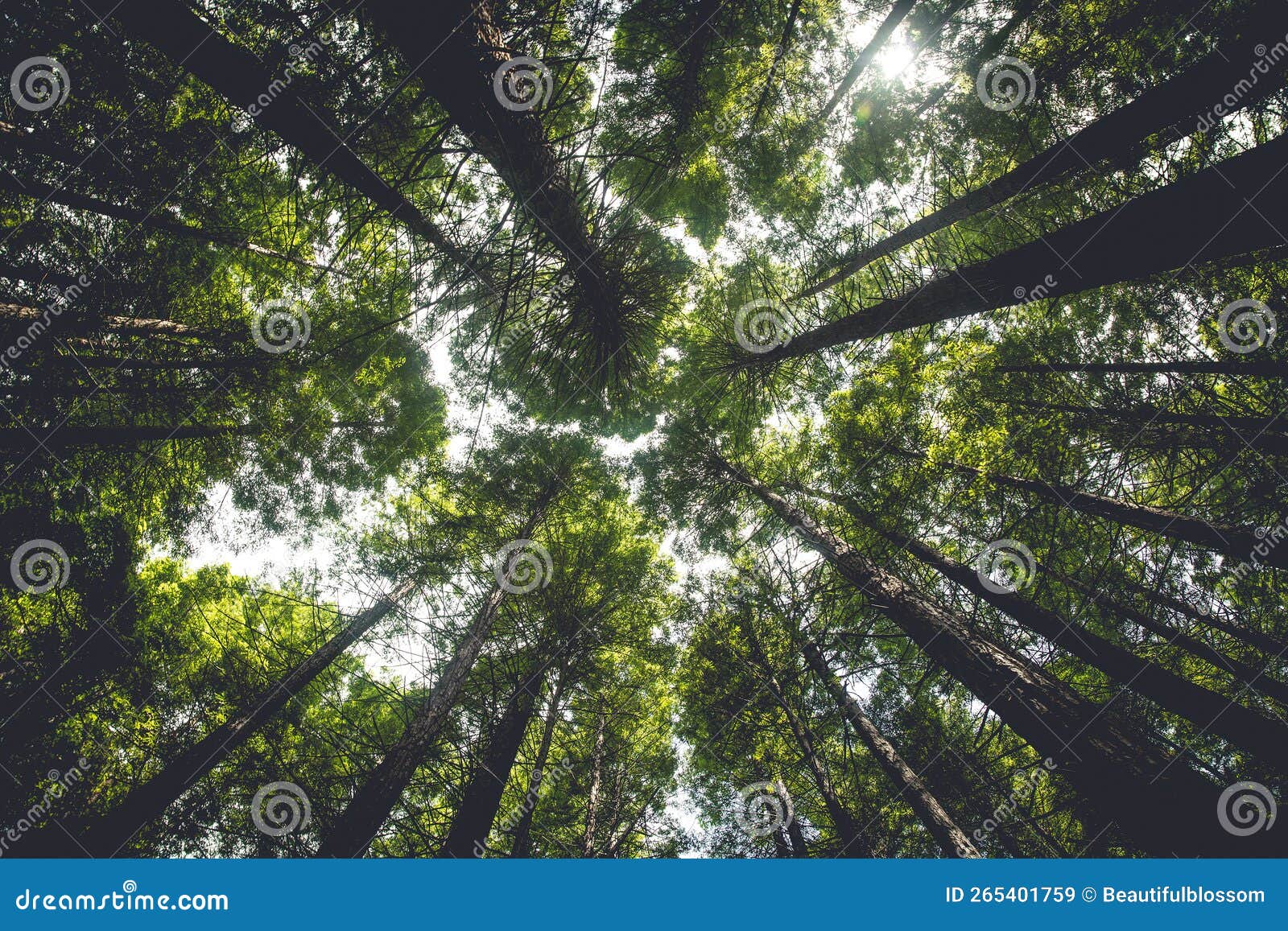 Green Tops of Foliage Trees from Bottom View Stock Image - Image of ...