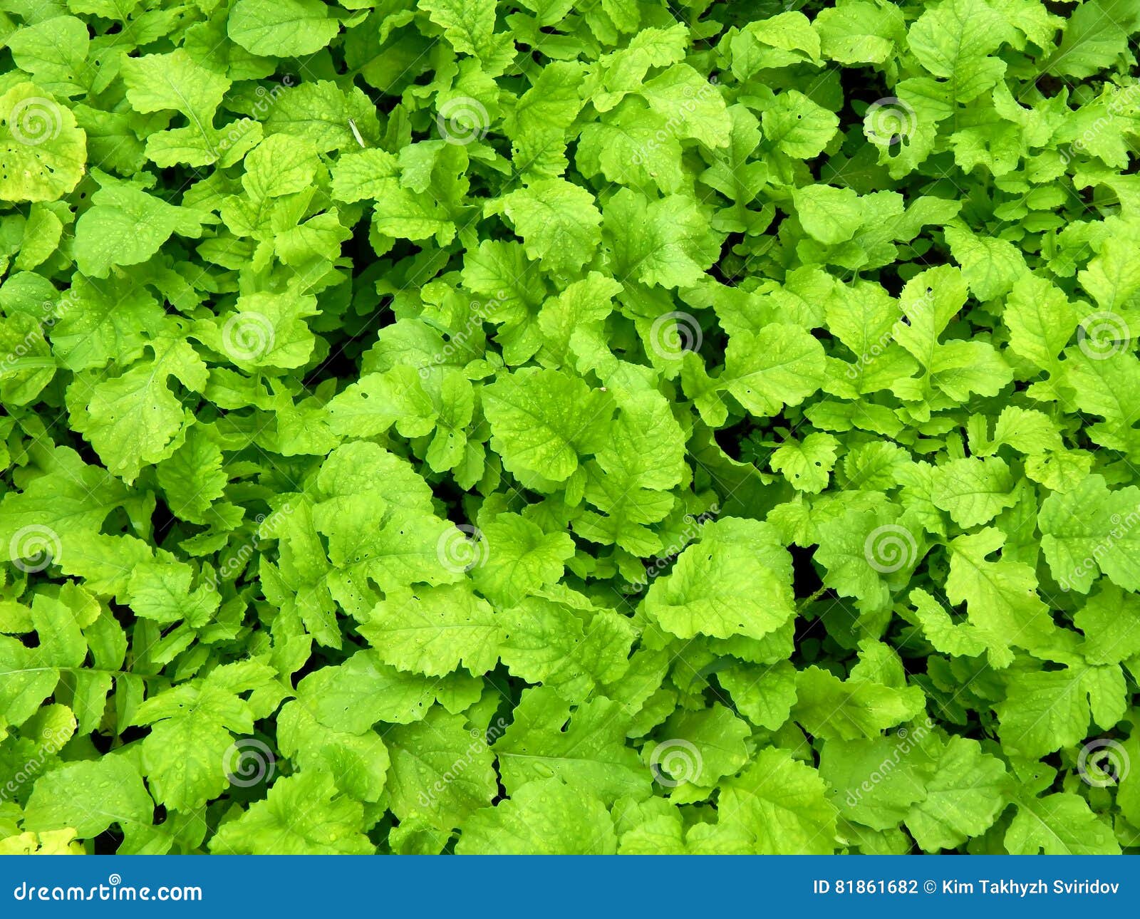 Green Tops of Radishes on a Bed Stock Photo - Image of diet, dirt: 81861682