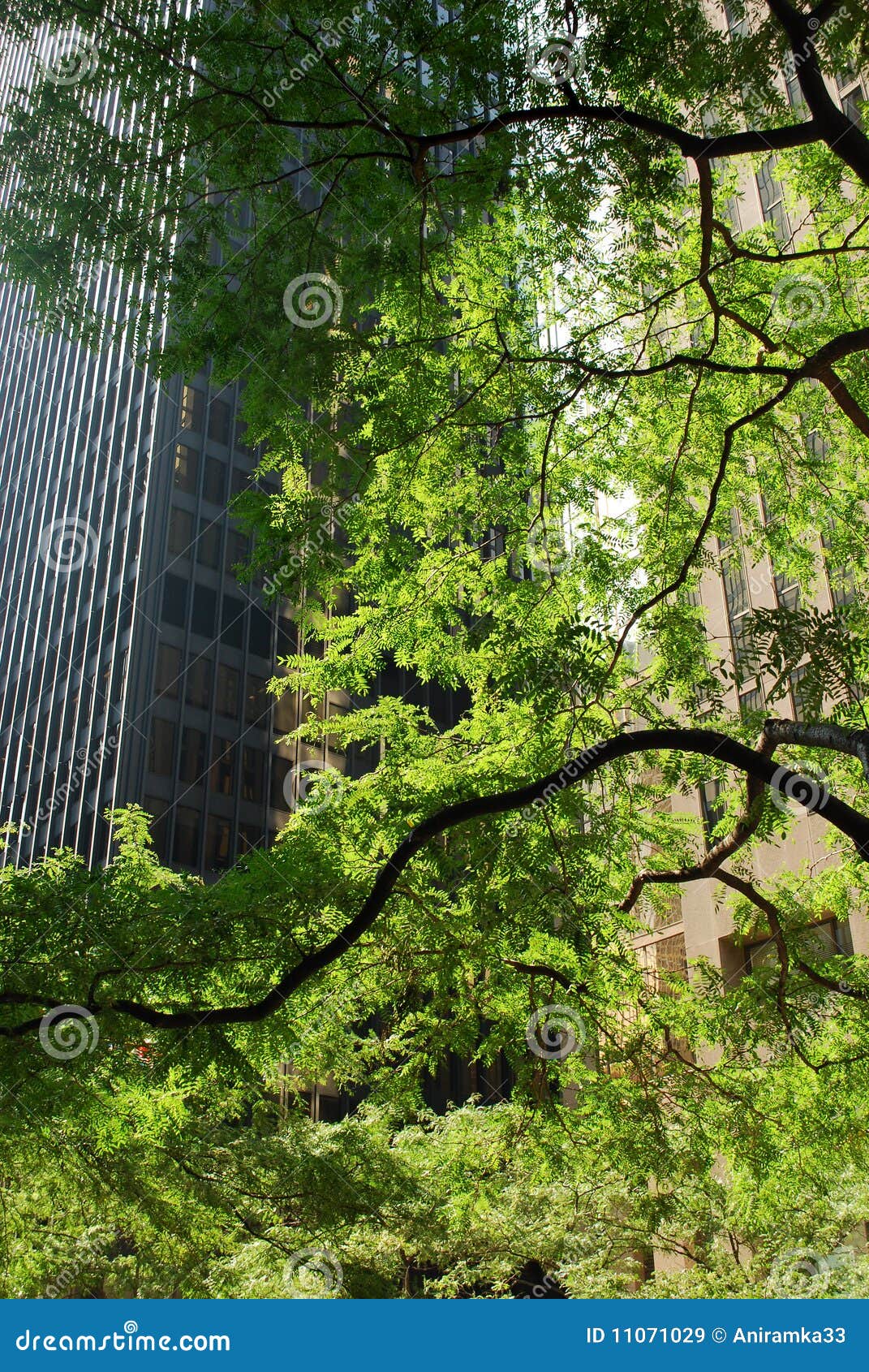 Green Toronto stock image. Image of green, skyscraper - 11071029