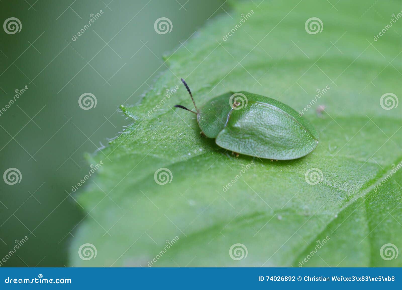 Green Tortoise Beetle (Cassida Viridis) Stock Photo - Image of green ...
