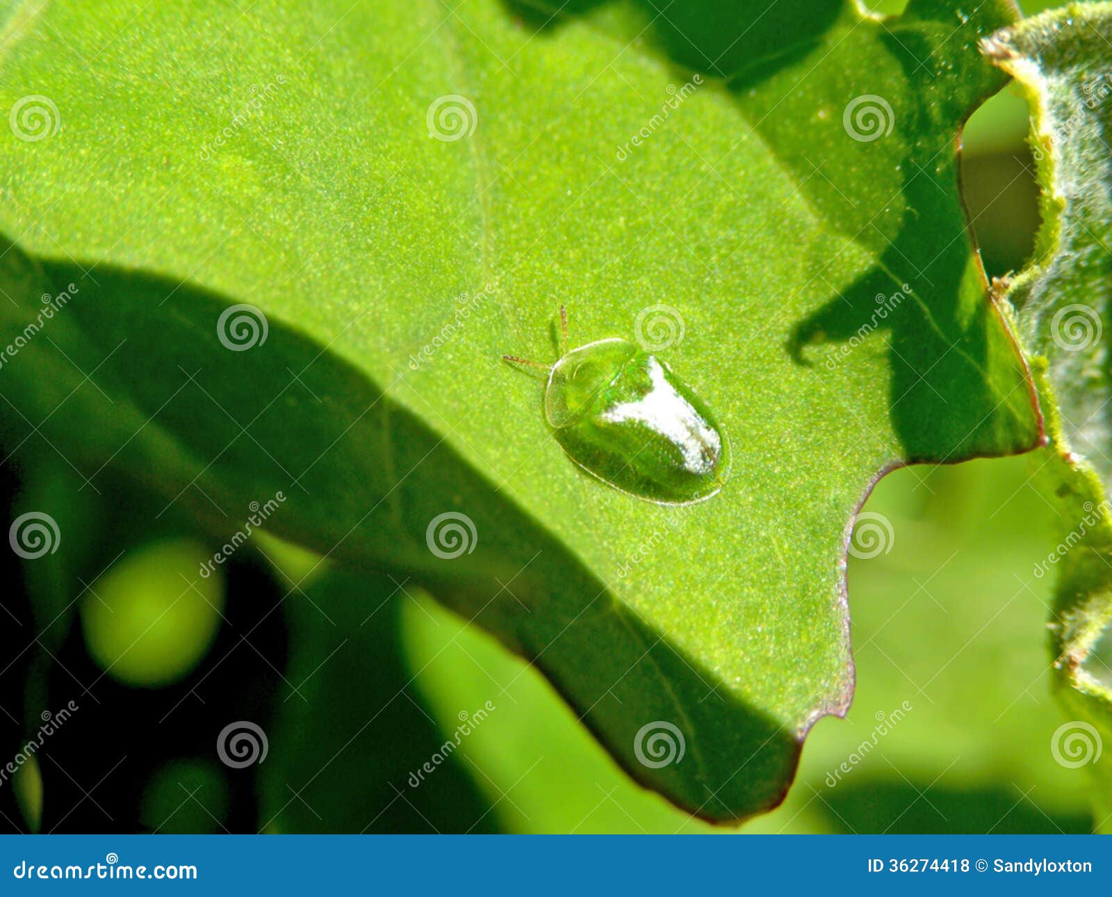Green Tortoise Beetle stock photo. Image of beetle, garden - 36274418