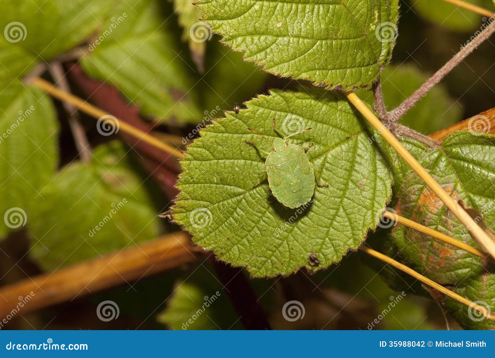 Green tortoise beetle stock photo. Image of foliage, tortoise - 35988042