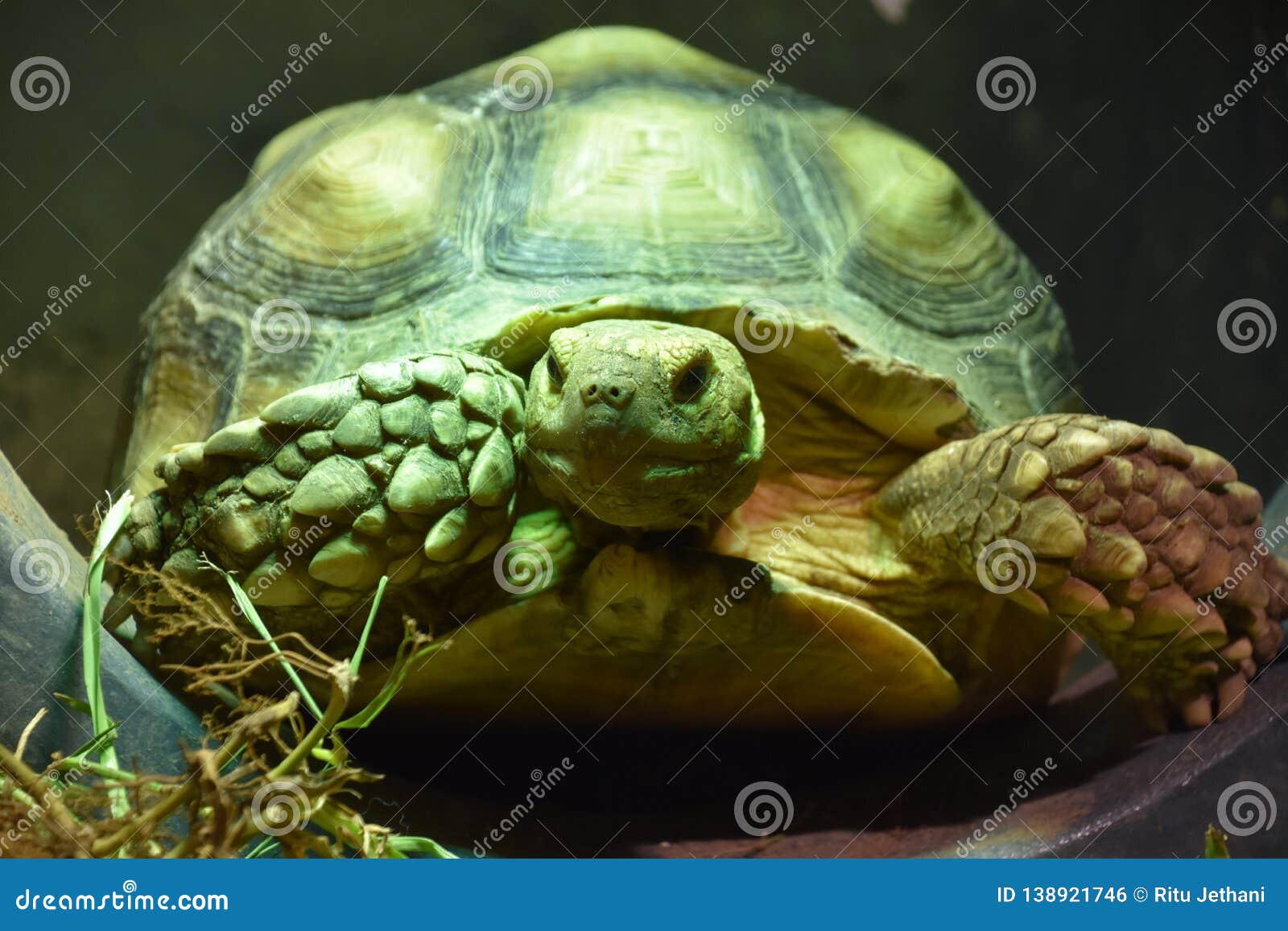 A Green Tortoise stock photo. Image of head, background - 138921746
