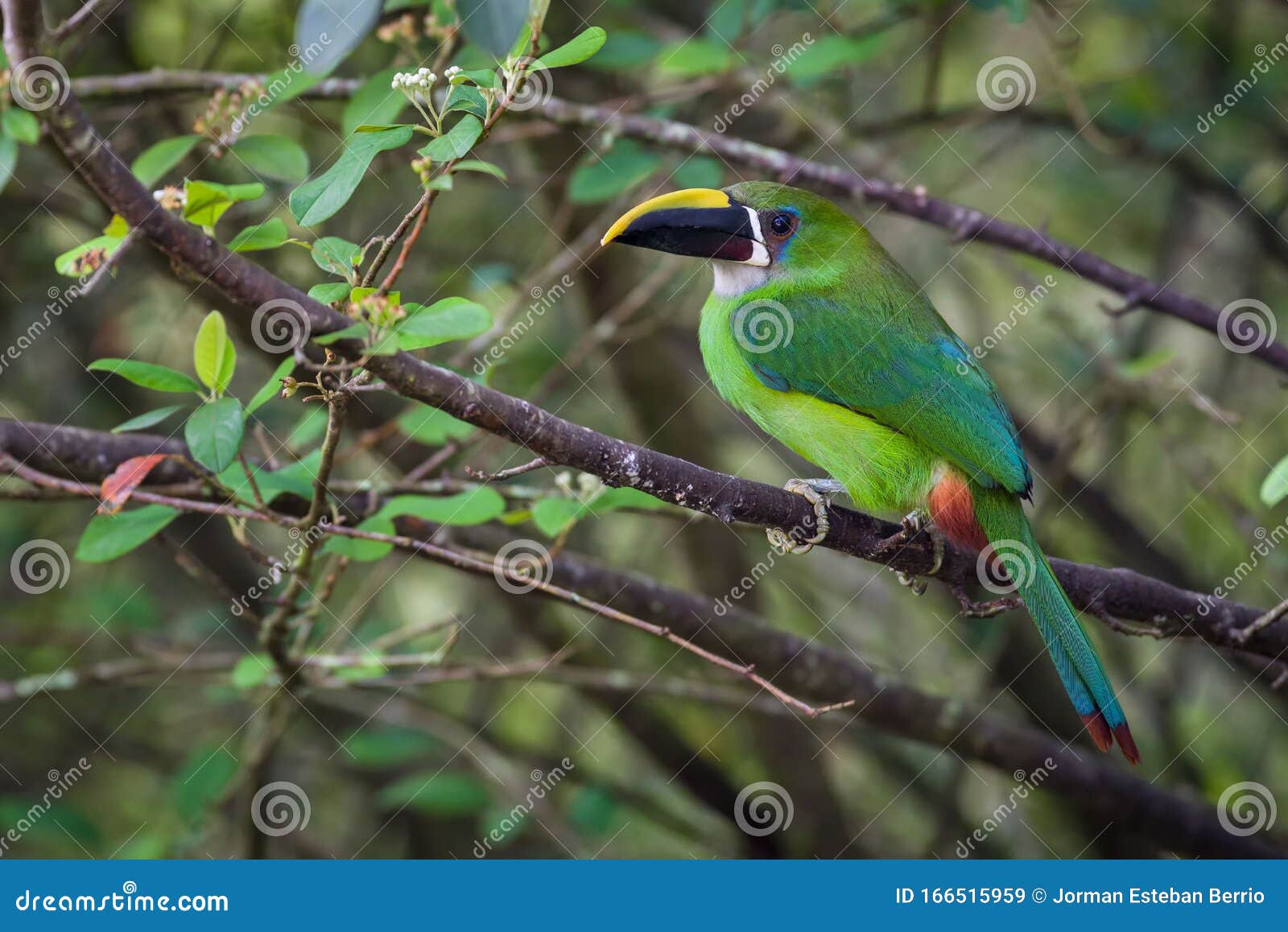 Green toucan in a tree stock image. Image of conservation - 166515959