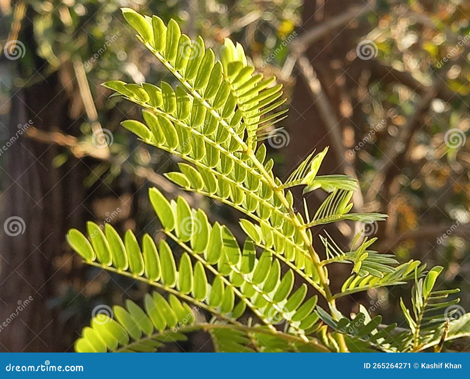 Green Touch Me Not Plant Tree Leaf Stock Image - Image of vegetation ...
