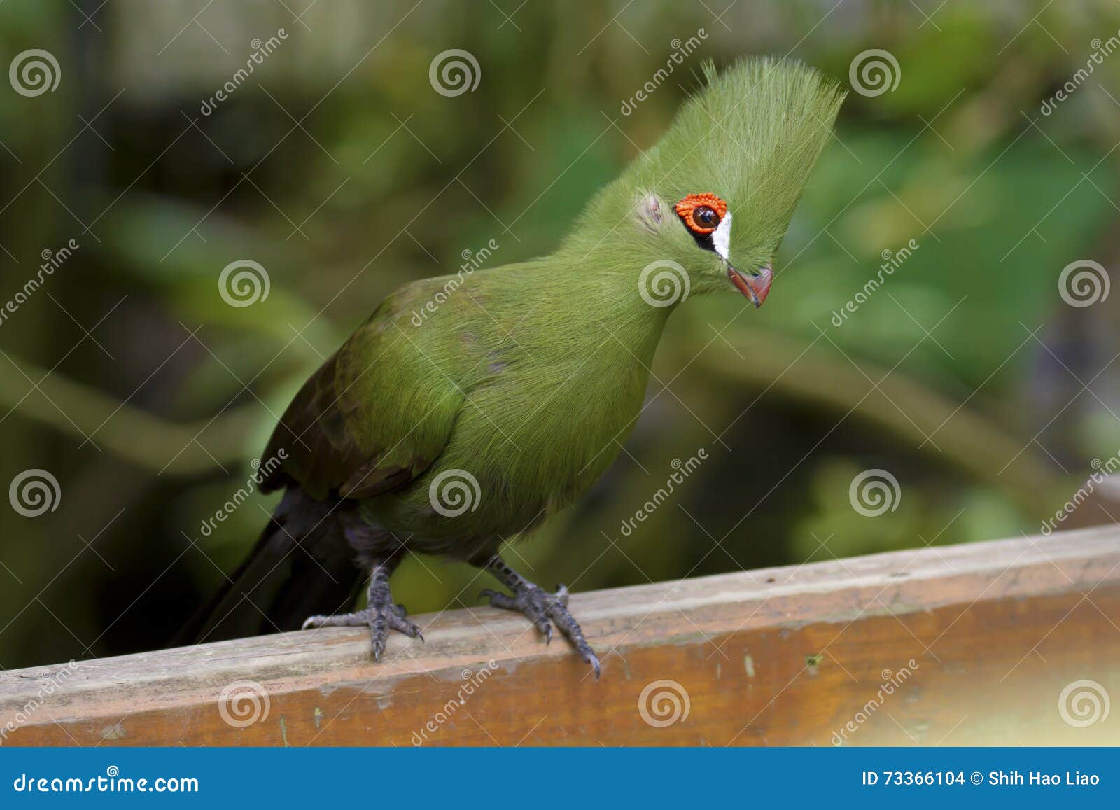 Green Touraco,Tauraco Persa Stock Photo - Image of closeup, wild: 73366104