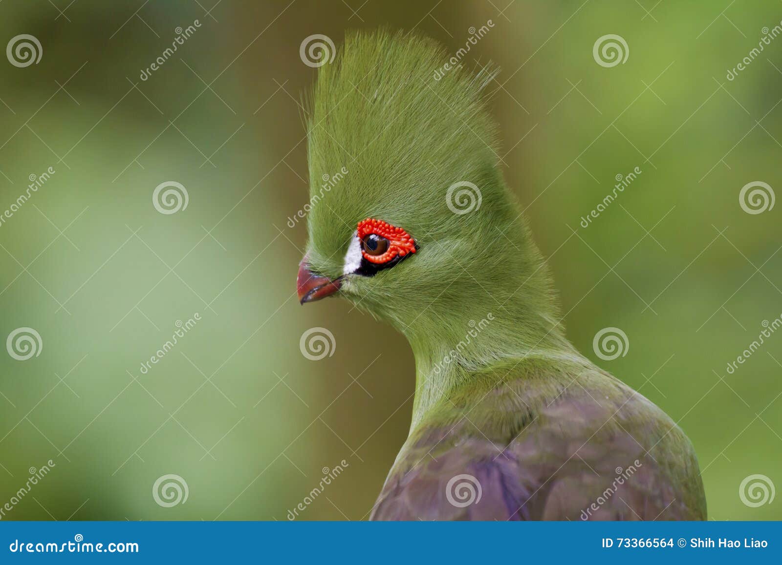 Green Touraco,Tauraco Persa Stock Photo - Image of beautiful, watching ...