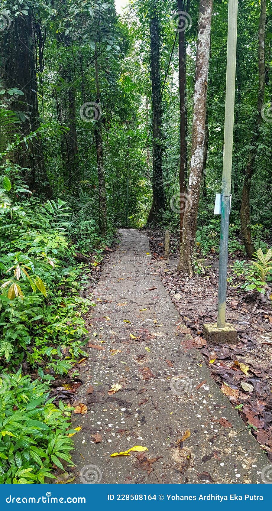 Green Trail in the Forest stock photo. Image of tree - 228508164