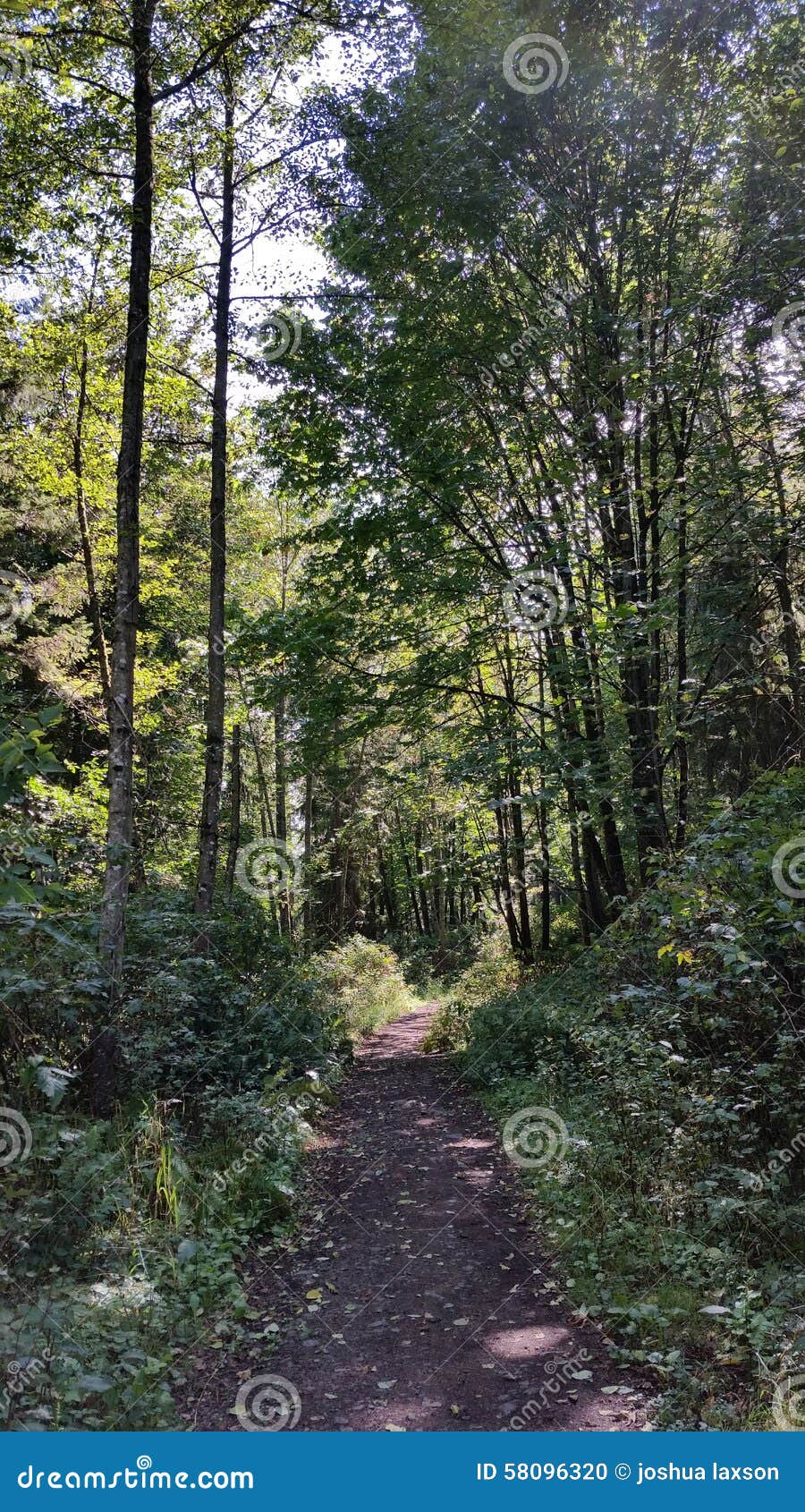 Green trail stock photo. Image of nature, forest, park - 58096320