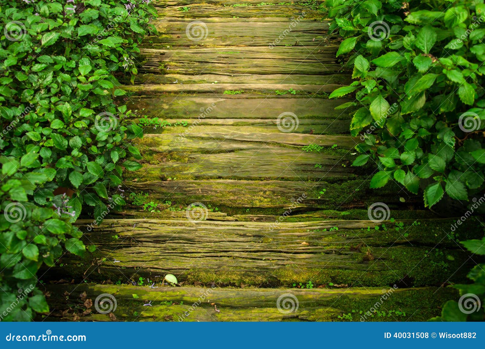 Green trail stock photo. Image of trail, gardens, nature - 40031508
