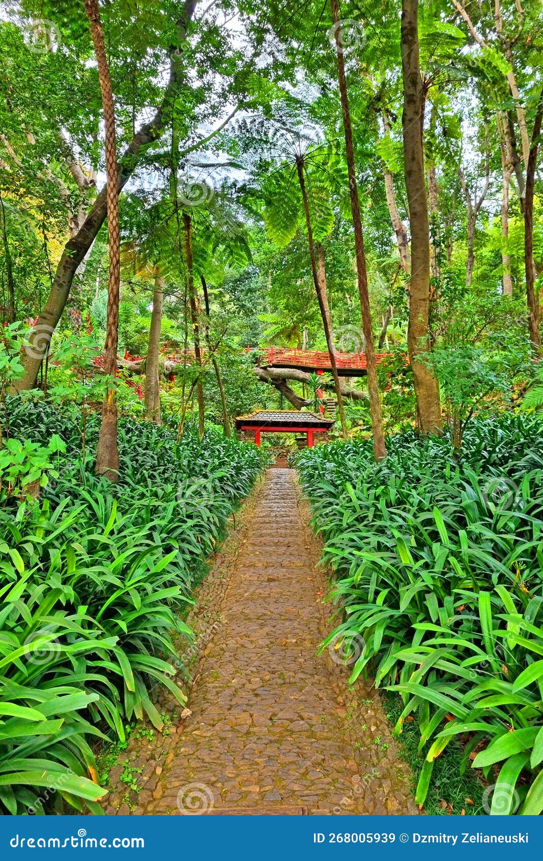 A Green Trail in a Tropical Garden. Evergreen Garden. Stock Image ...