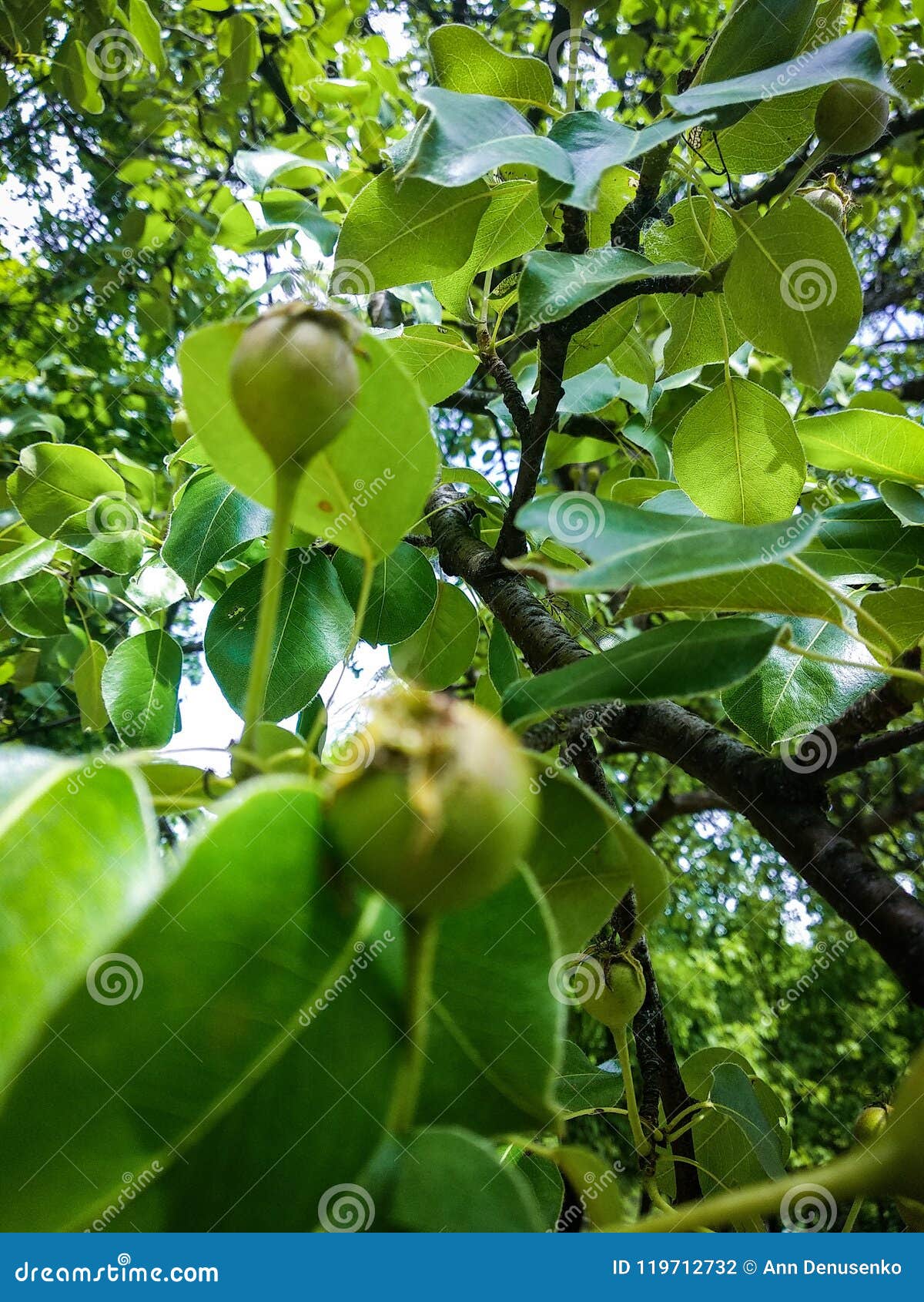 Green Travel Fruits Forest Tree Stock Photo - Image of travel, green ...
