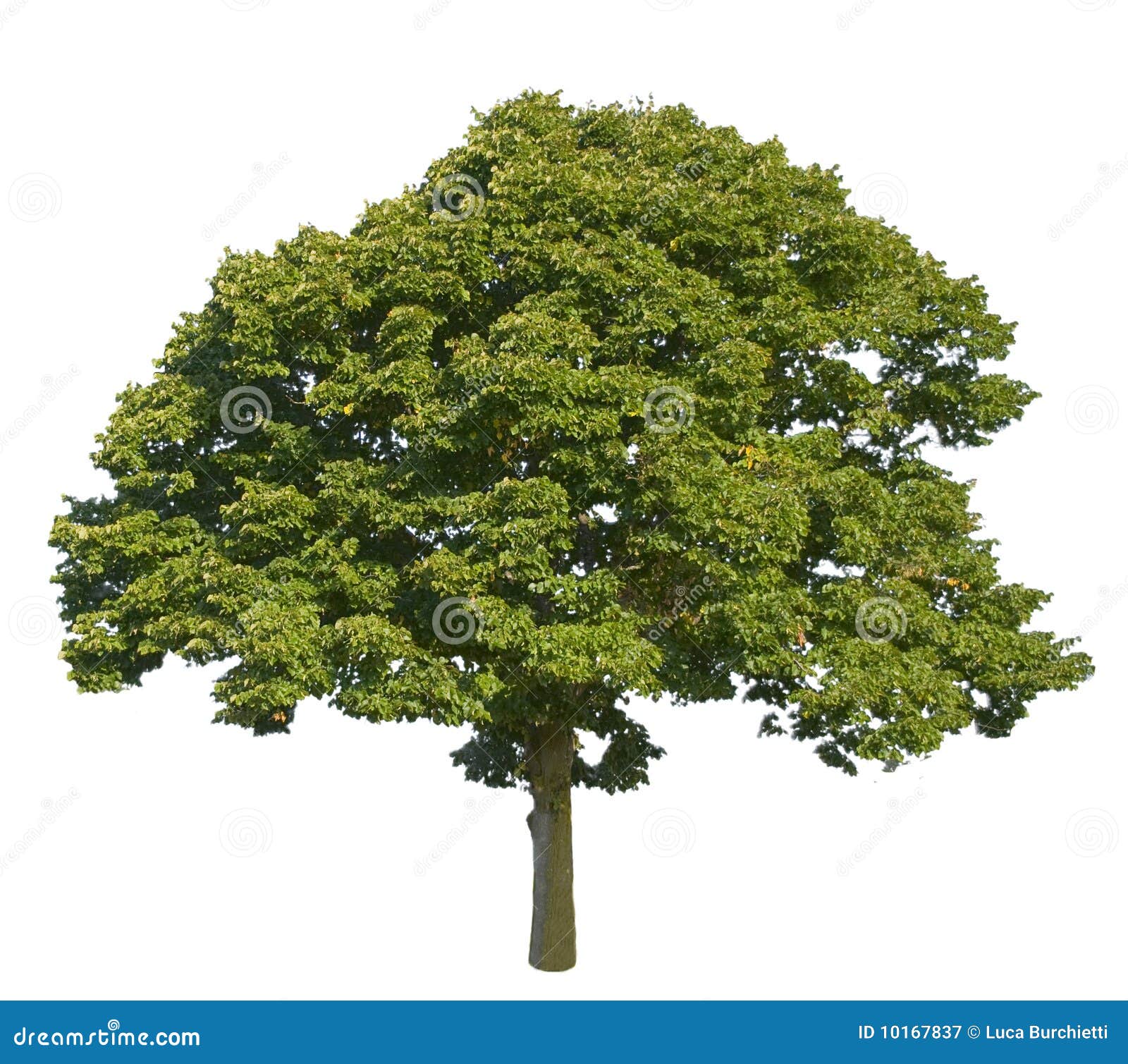 Green Tree stock image. Image of stem, biological, nature - 10167837