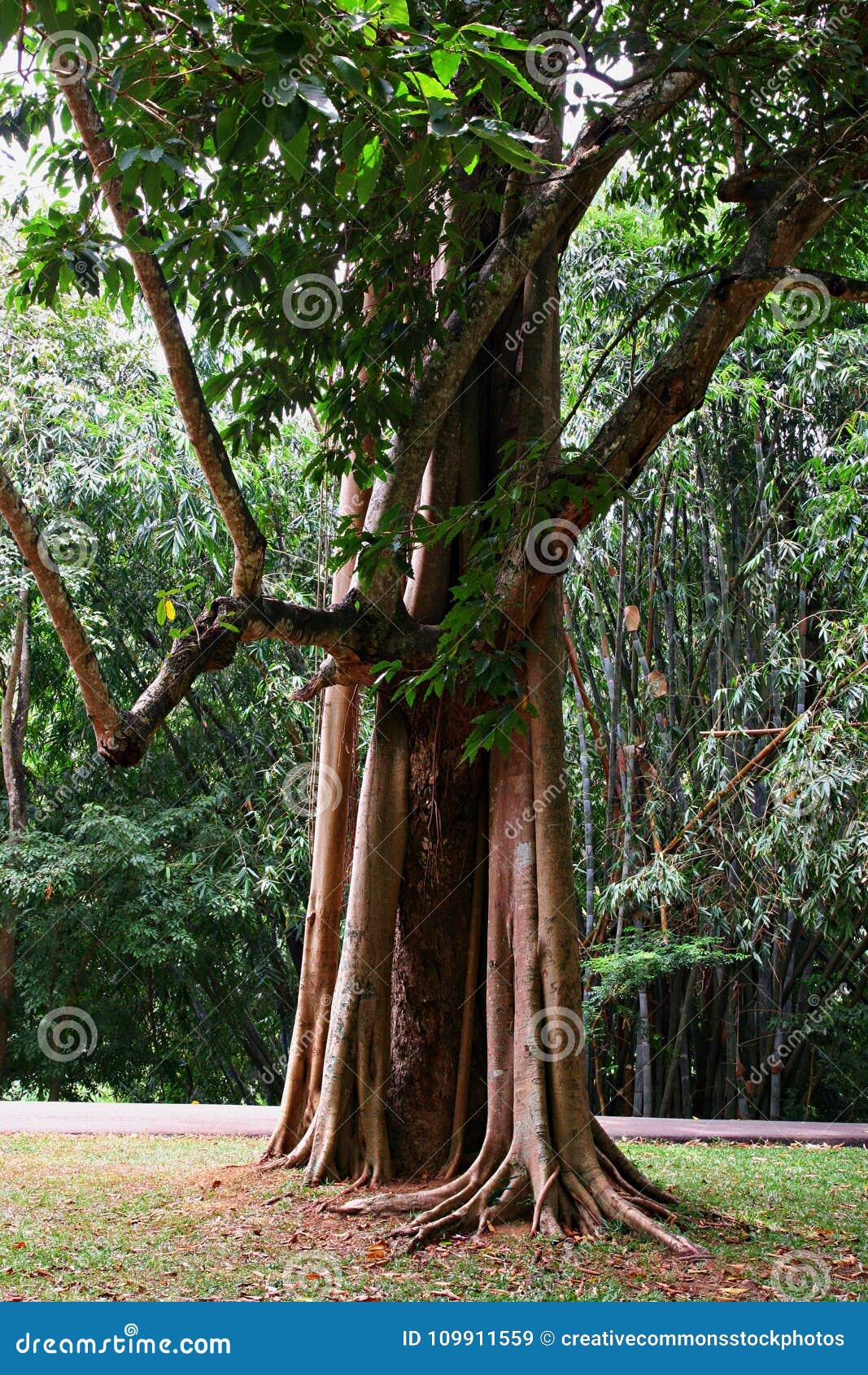 Green Tree Picture. Image: 109911559