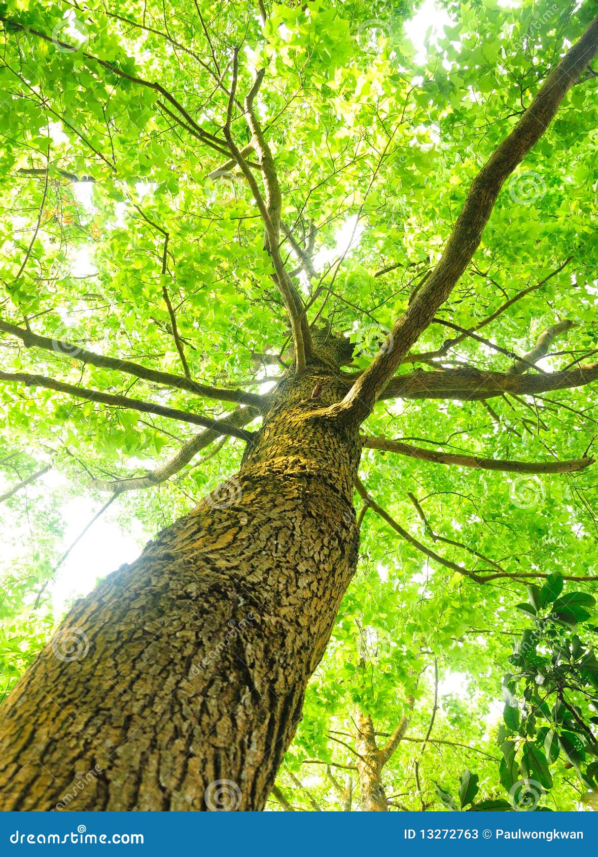 Green tree stock image. Image of bright, environment - 13272763