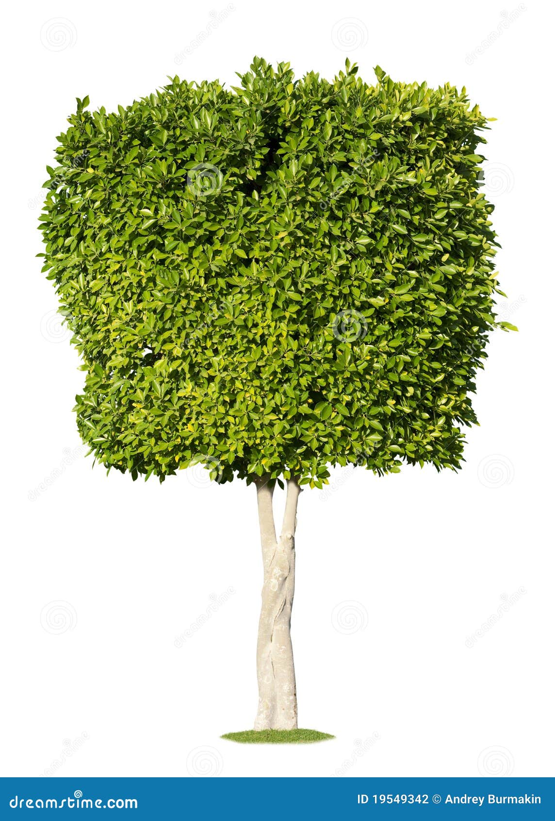 Green tree stock photo. Image of lone, environment, nature - 19549342