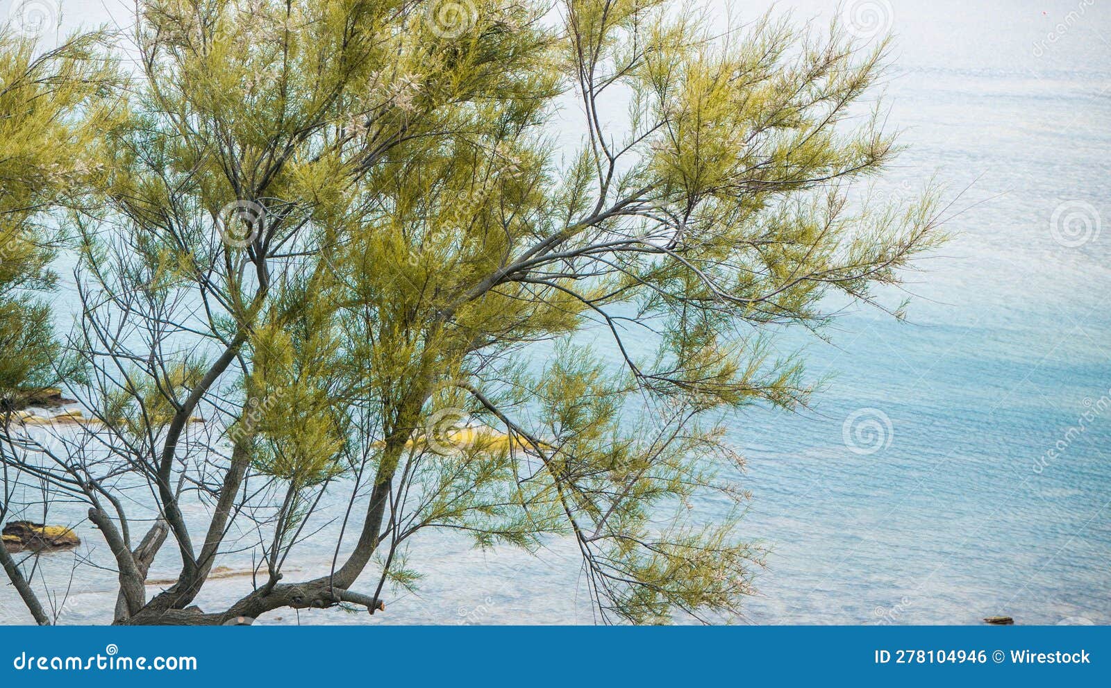 Green Tree Against the Backdrop of Blue Water. Stock Photo - Image of ...