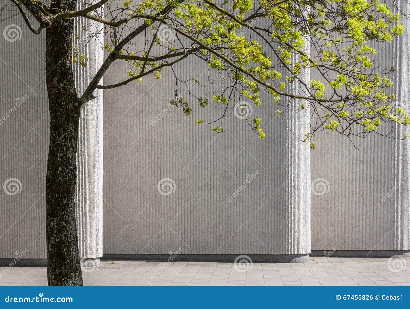 Green Tree Against Building Wall Stock Photo - Image of lines ...