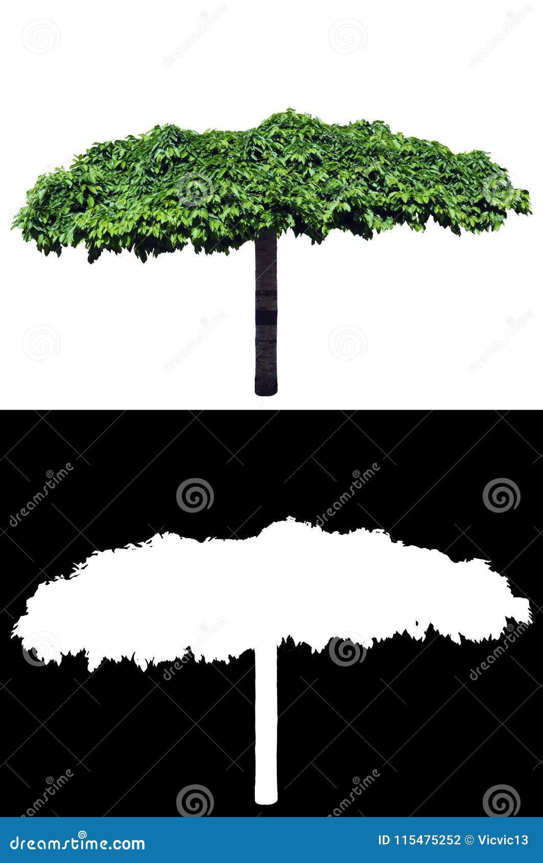 Green tree alpha channel stock photo. Image of coniferous - 115475252
