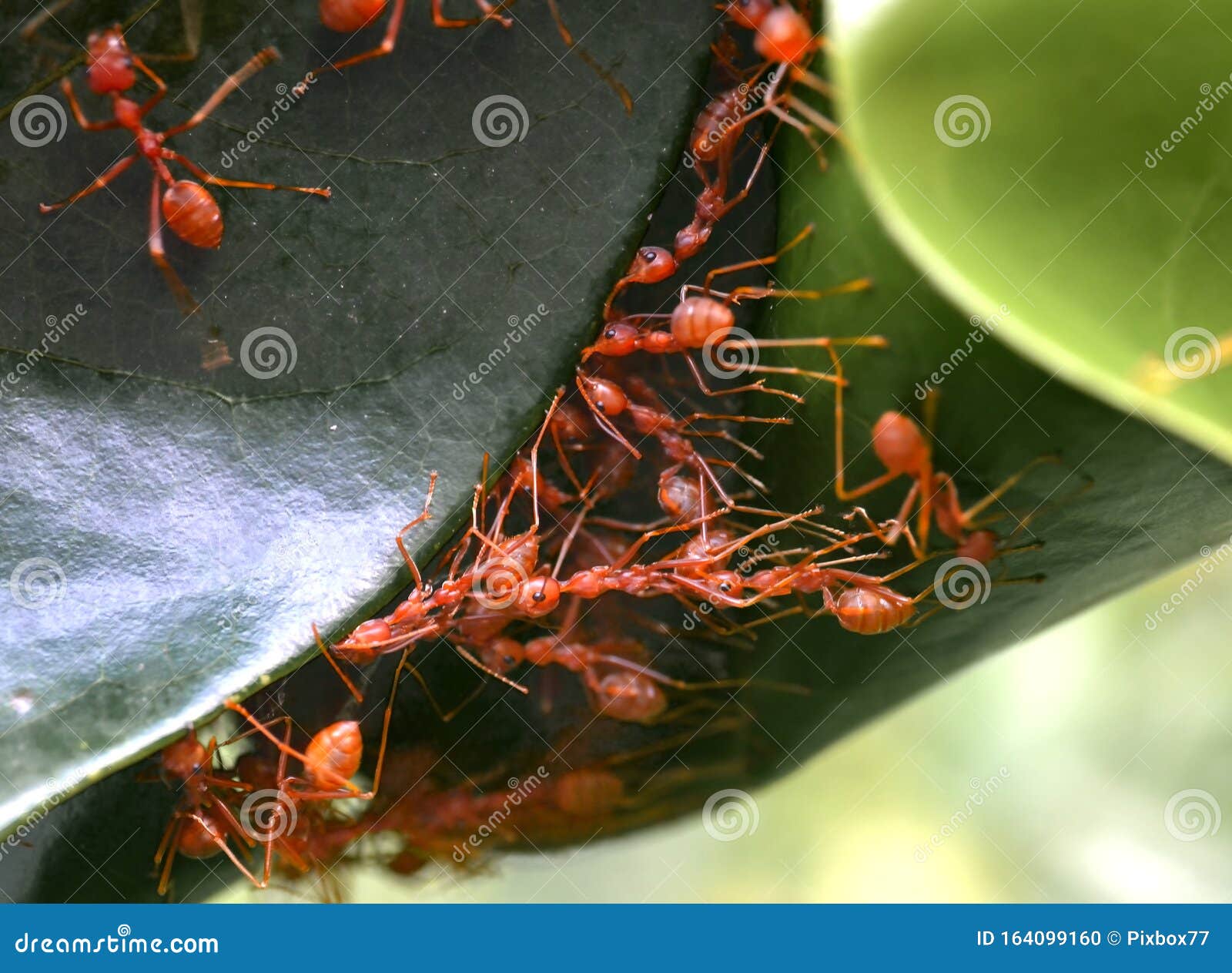Green tree ants build nest stock photo. Image of environment - 164099160