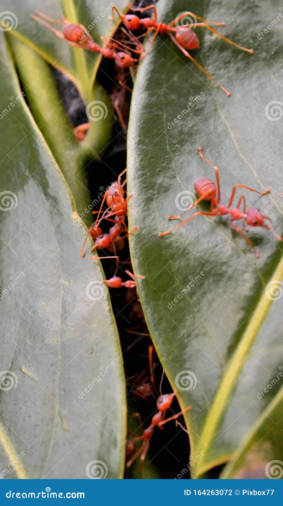 Green Tree Ants Build Nest on Tree Stock Photo - Image of summer, leave ...