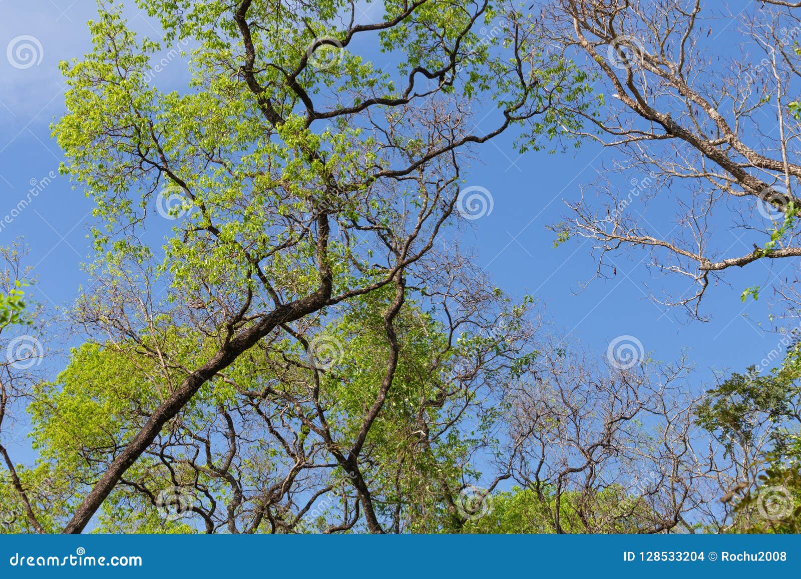 Green Trees on a Background of Blue Sky Stock Photo - Image of natural ...