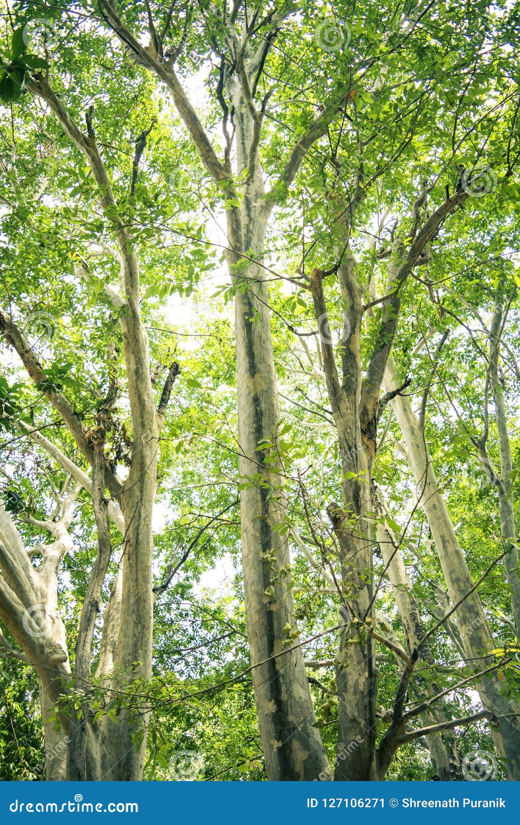 Green tree background stock image. Image of lush, phenomenon - 127106271