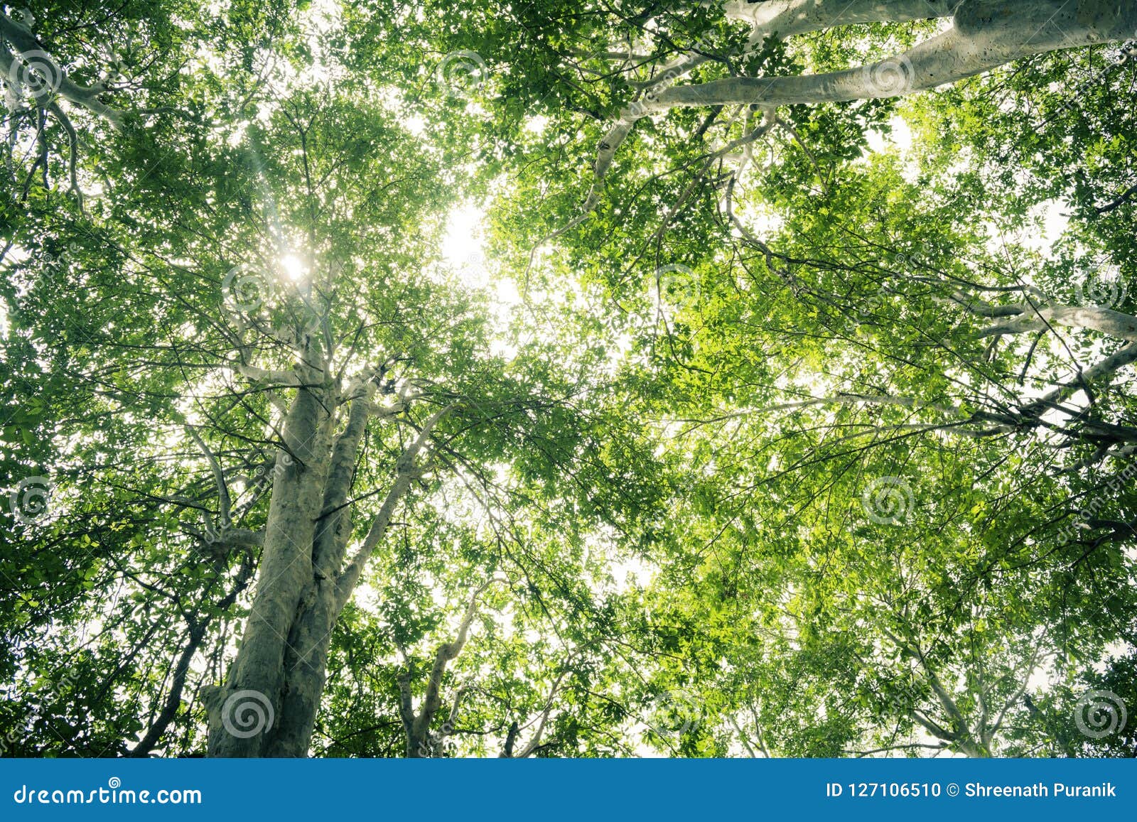 Green tree background stock photo. Image of leaf, frame - 127106510