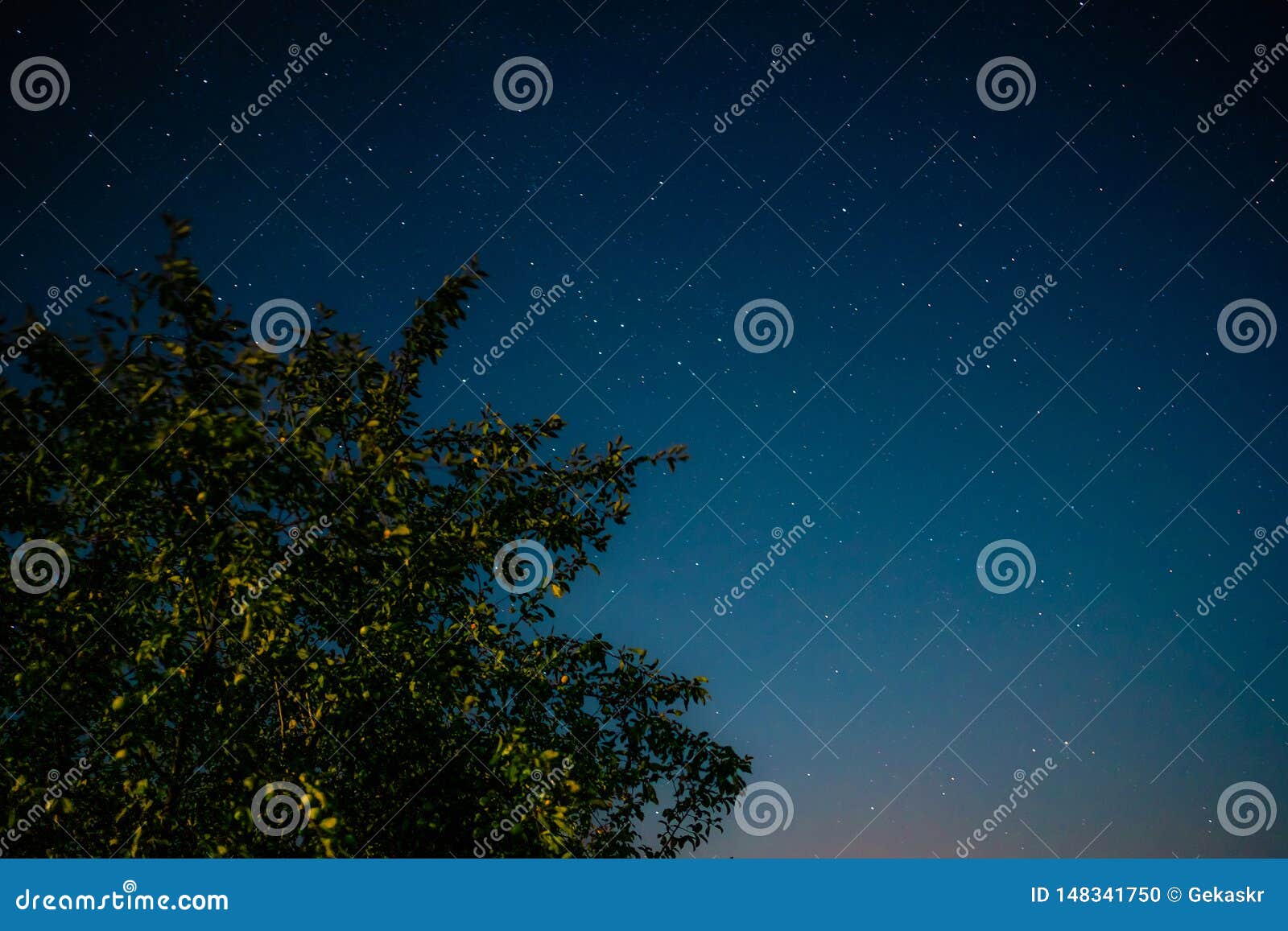 Green Tree on the Background of Night Sky Stock Photo - Image of cold ...