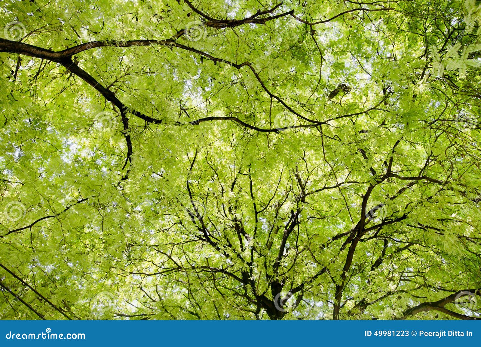 Green Tree Background, Texture Stock Image - Image of peace, closeup ...