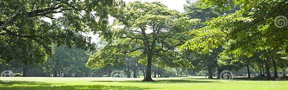 Green tree banner stock photo. Image of plant, tree - 264336800