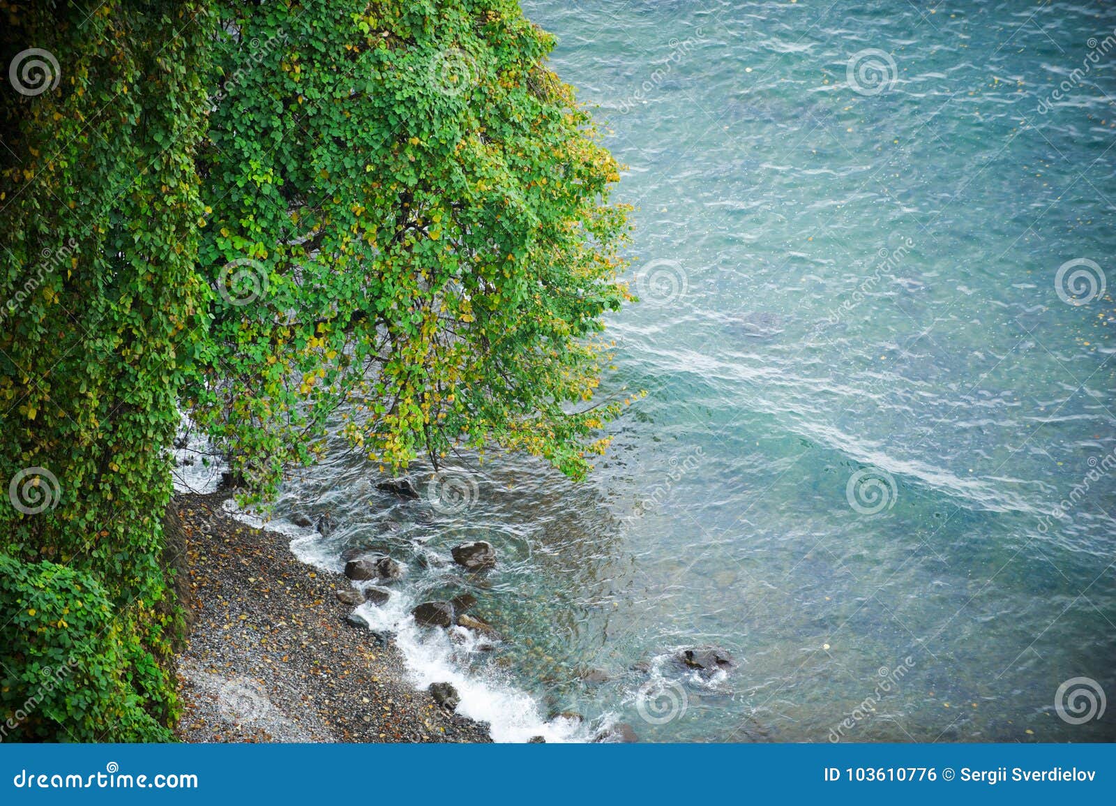 Green Tree on the Beach View from Above Stock Photo - Image of seascape ...